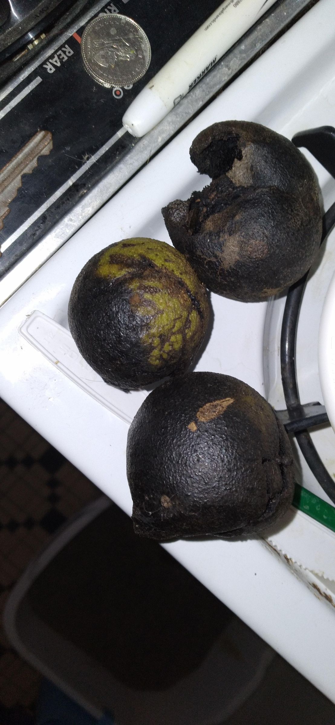 How to Extract Walnut : 6 Steps (with Pictures) - Instructables