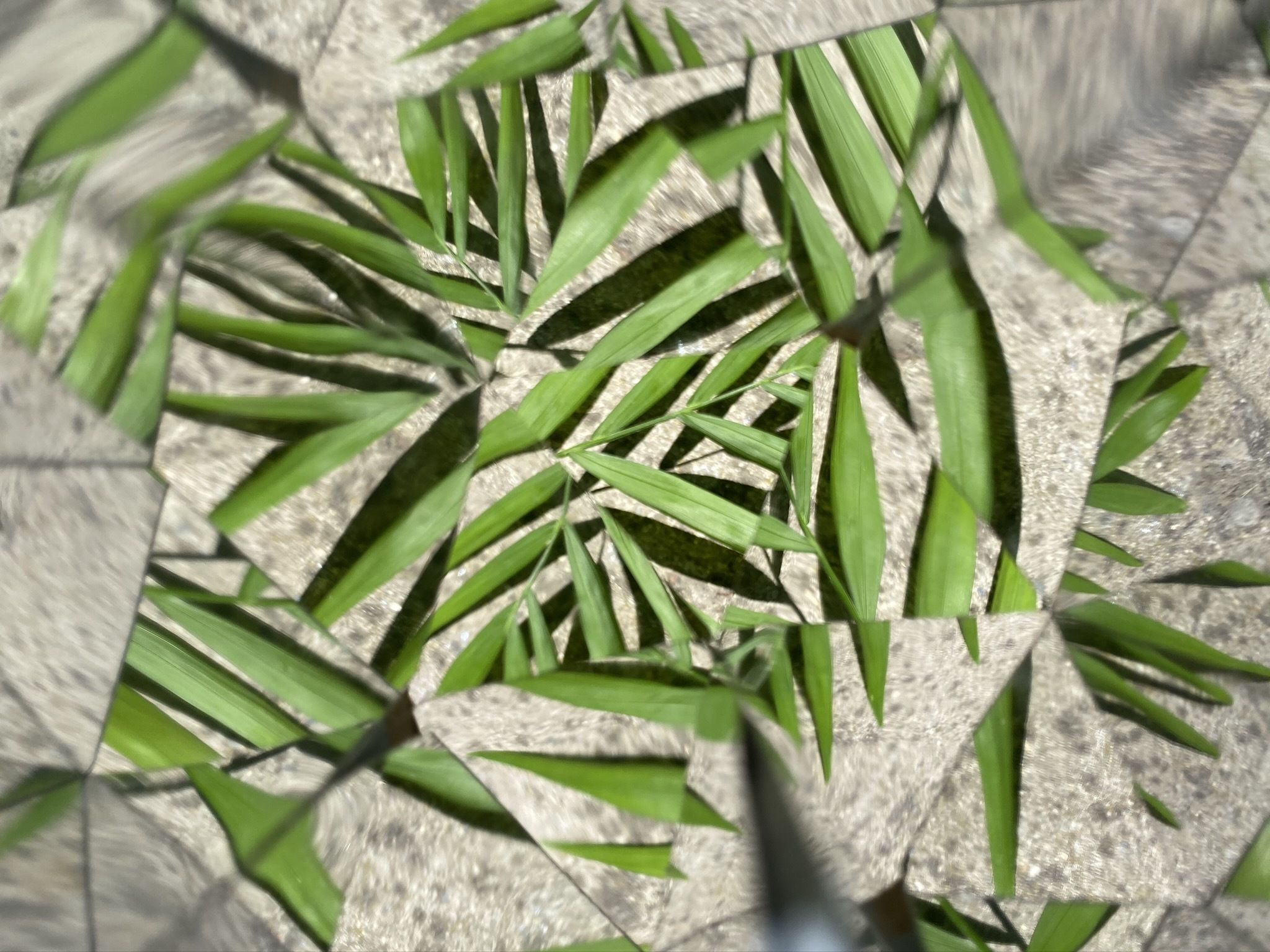 Plant Prisms & Cardboard Kaleidoscope : 6 Steps (with Pictures ...