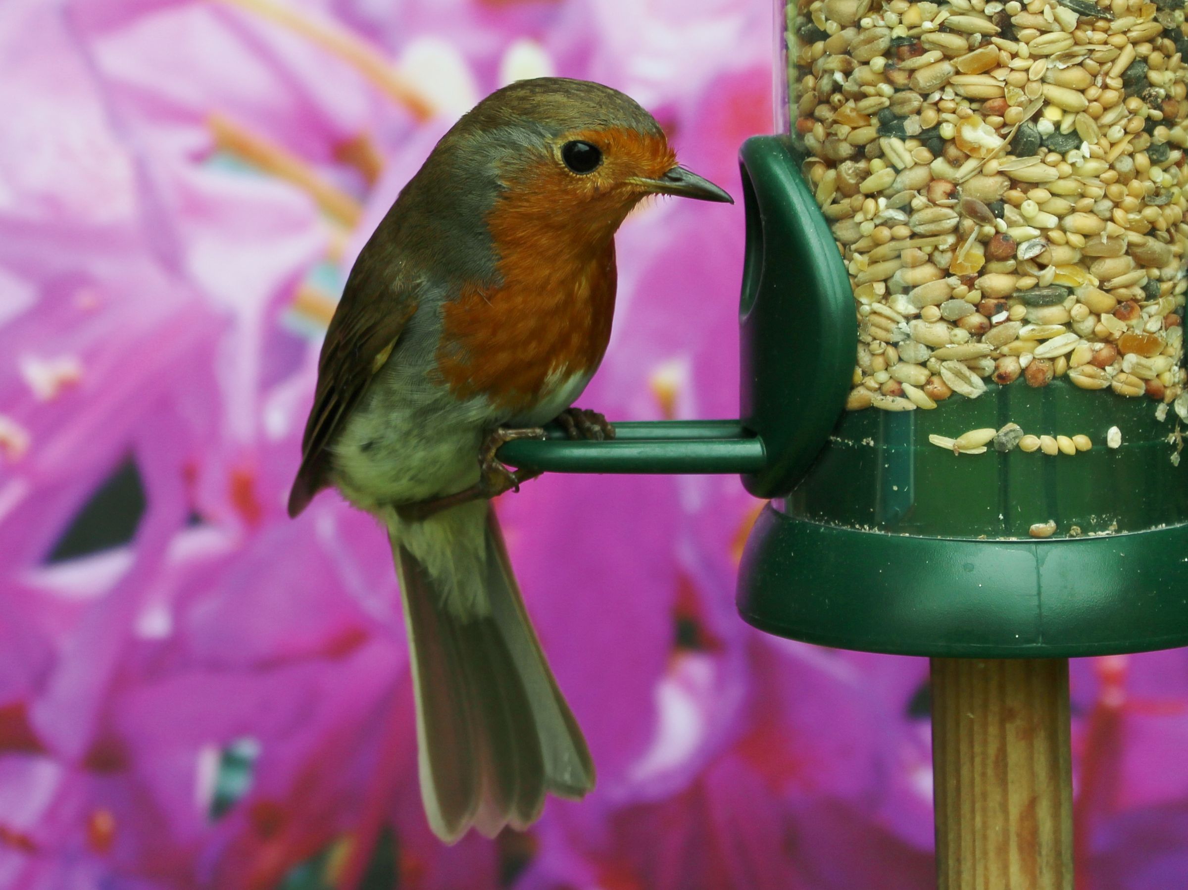 Passive IR to IR Canon Trigger : 5 Steps (with Pictures) - Instructables