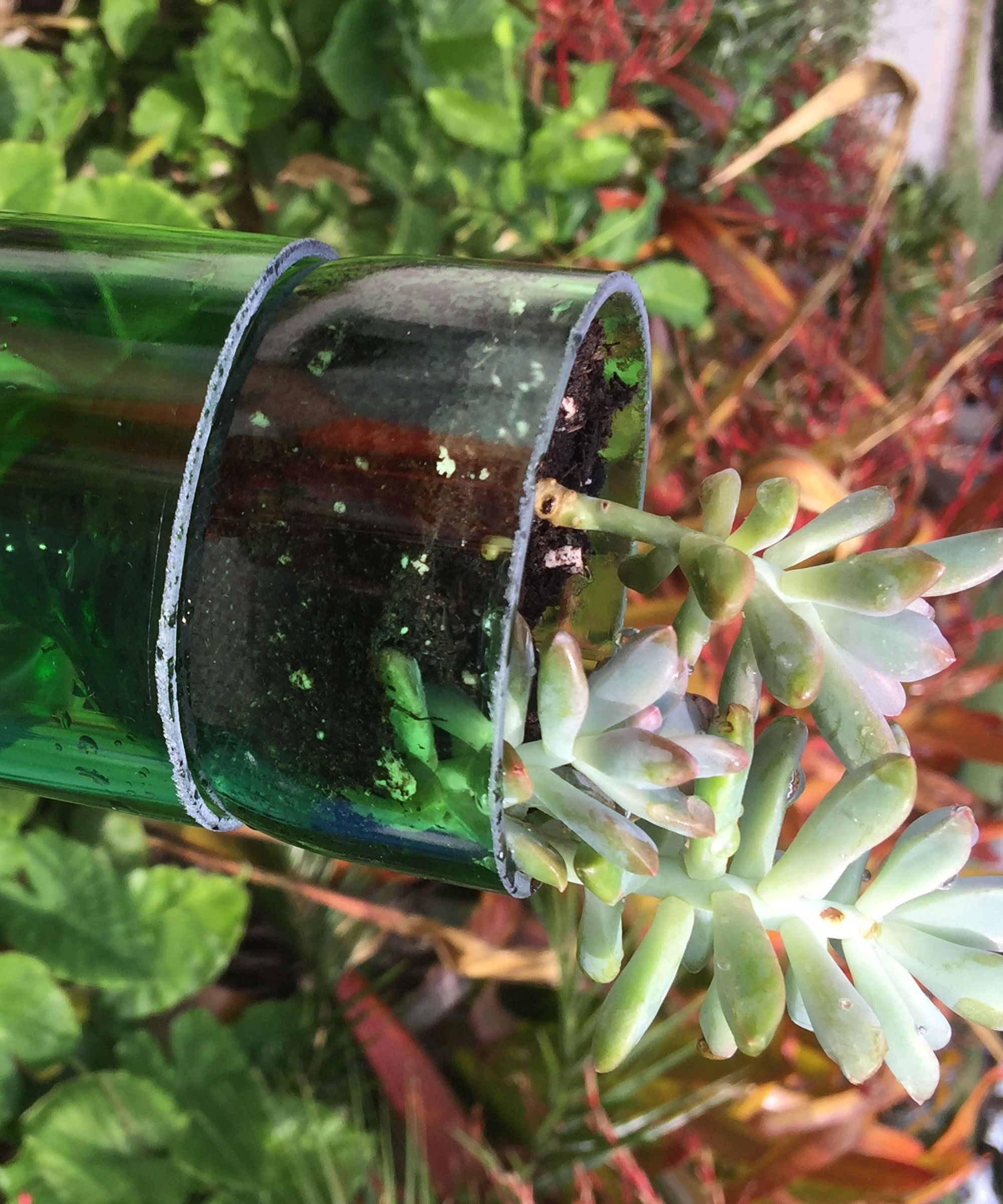Self Watering WINE BOTTLE Planter : 4 Steps (with Pictures) - Instructables