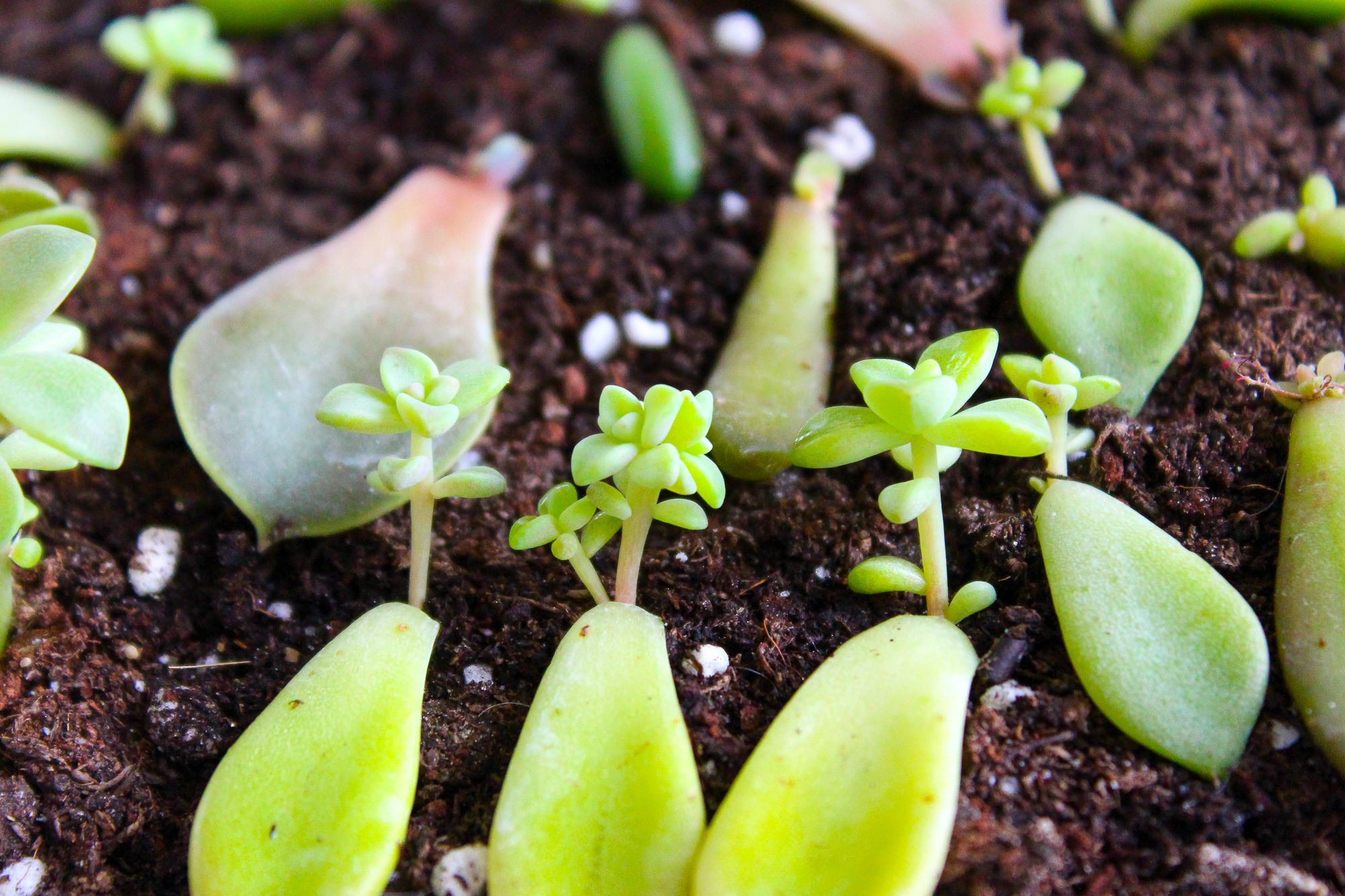 How to Propagate & Grow Succulents From Leaves : 8 Steps (with Pictures ...