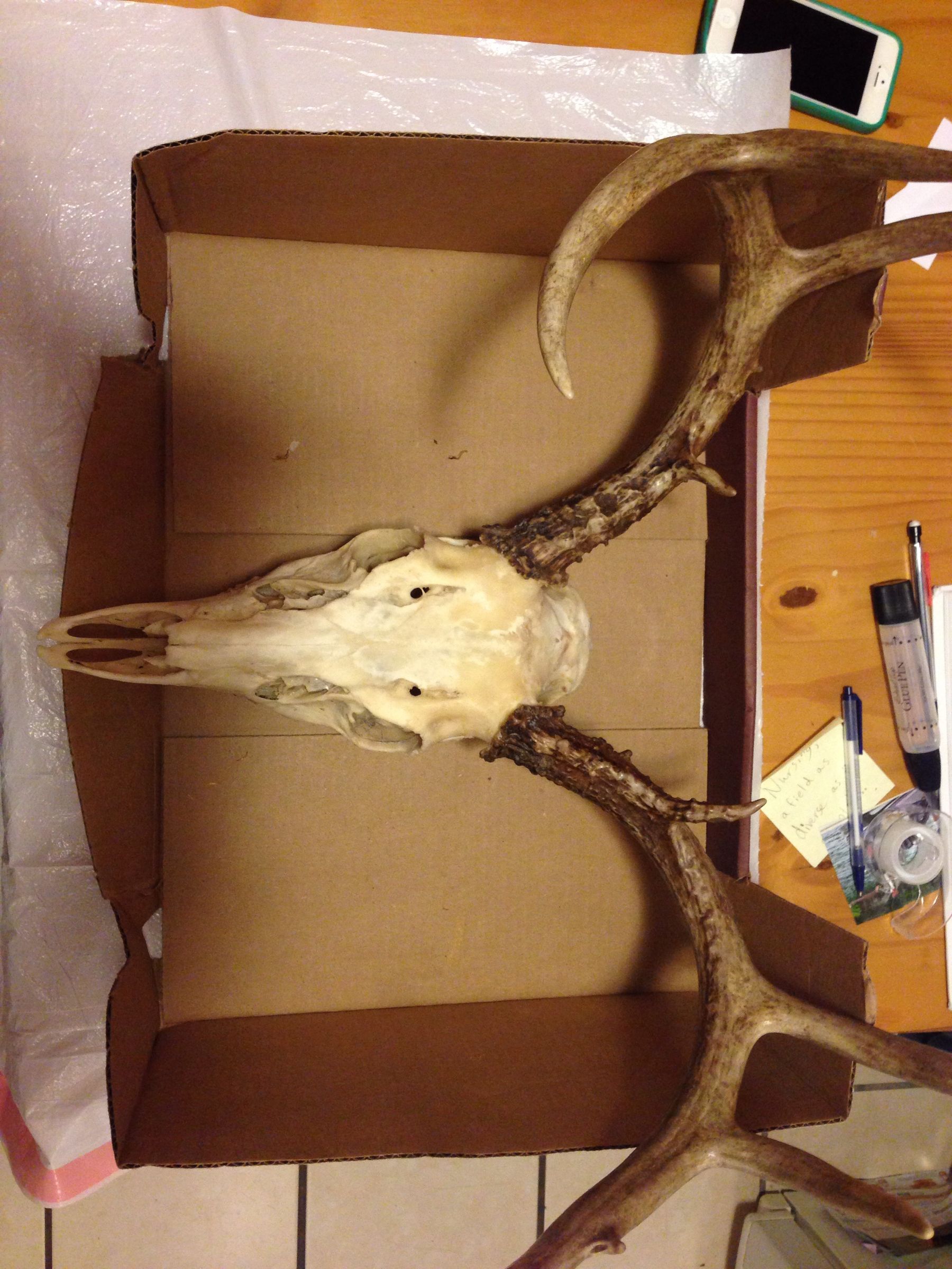 European Mounted Deer : 10 Steps - Instructables