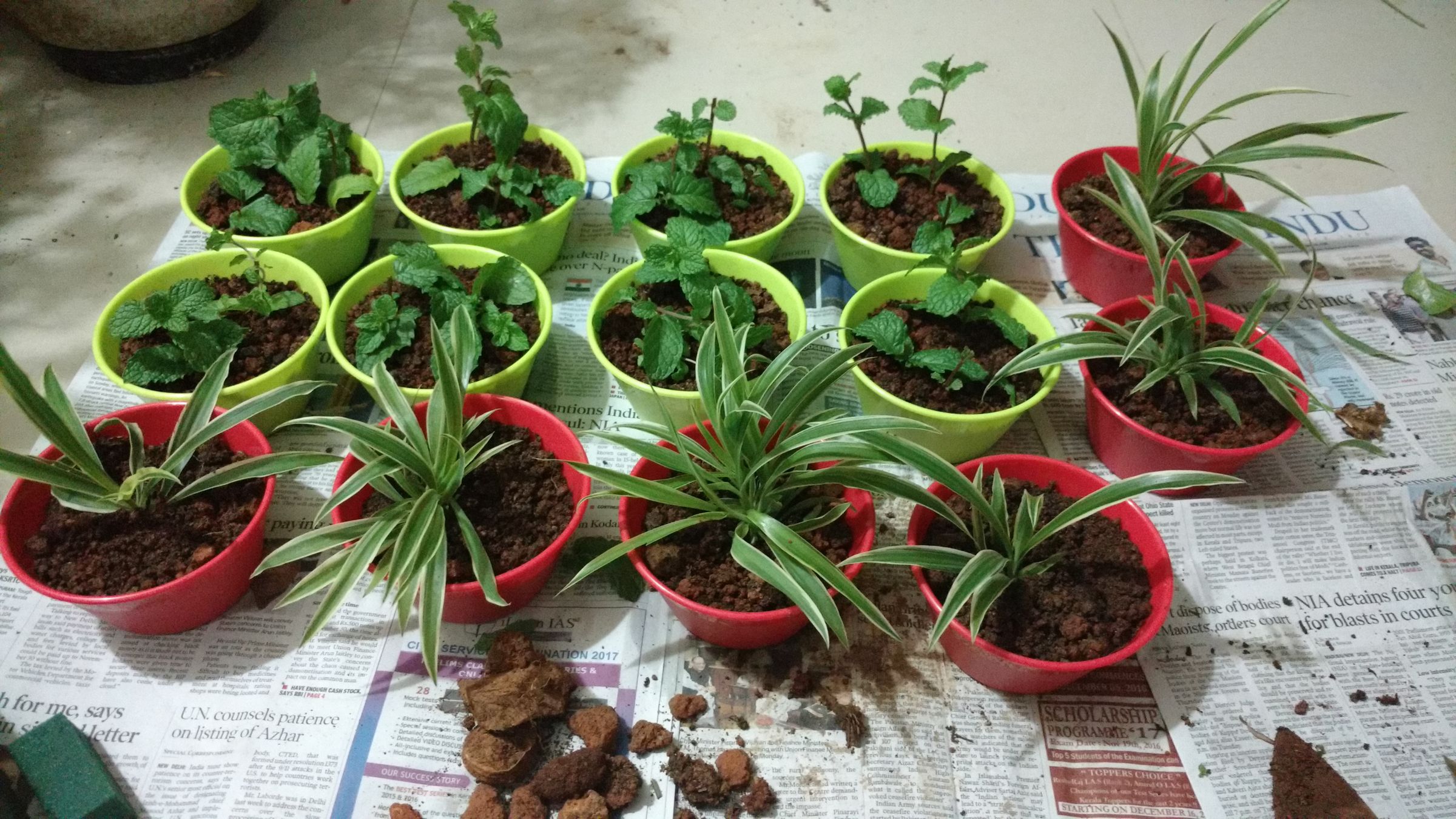 DIY Cute 'N' Little Indoor Plants : 8 Steps (with Pictures) - Instructables