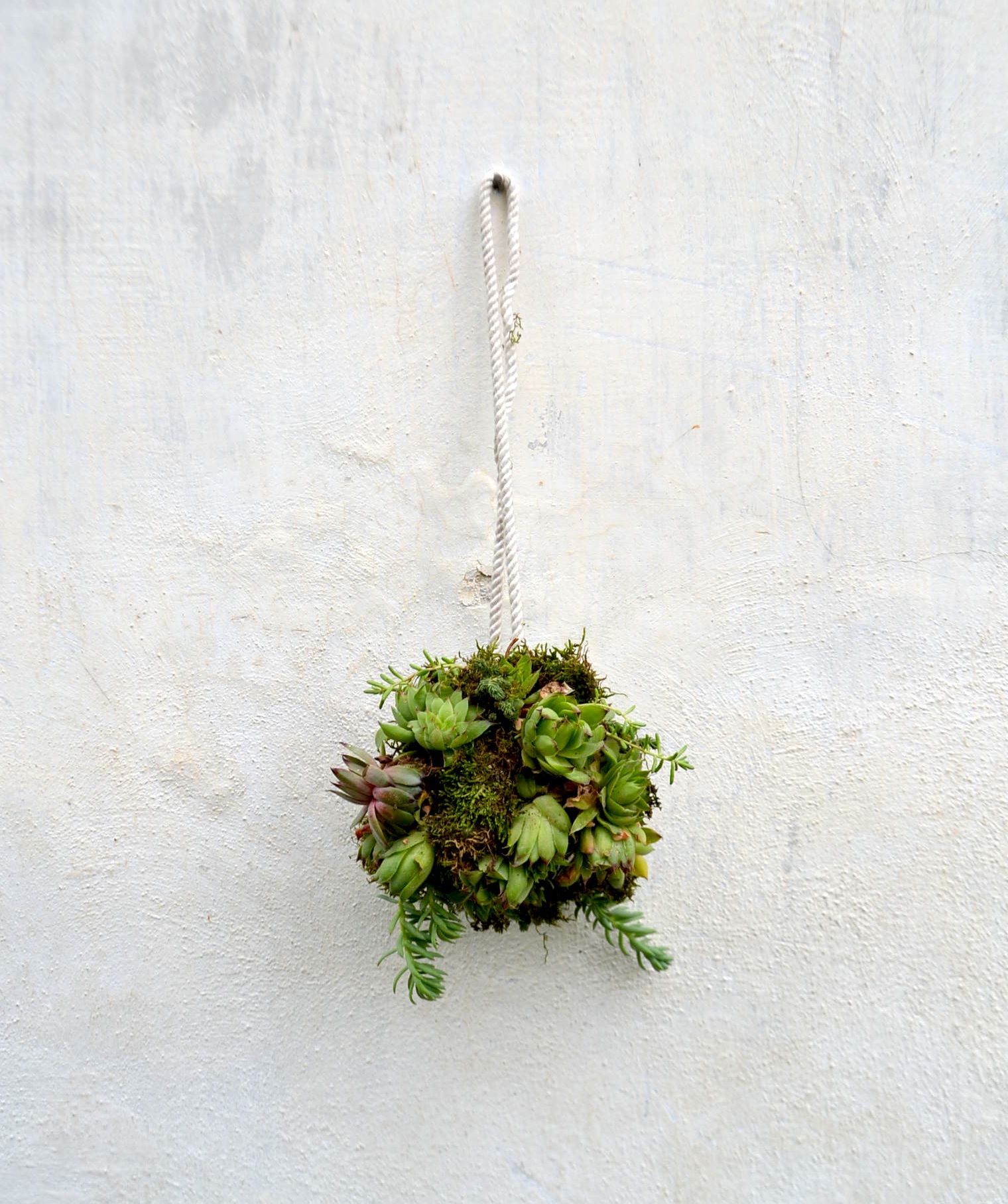 SUCCULENTS BALL : 8 Steps (with Pictures) - Instructables