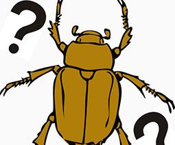 Know Your Pests : 5 Steps - Instructables