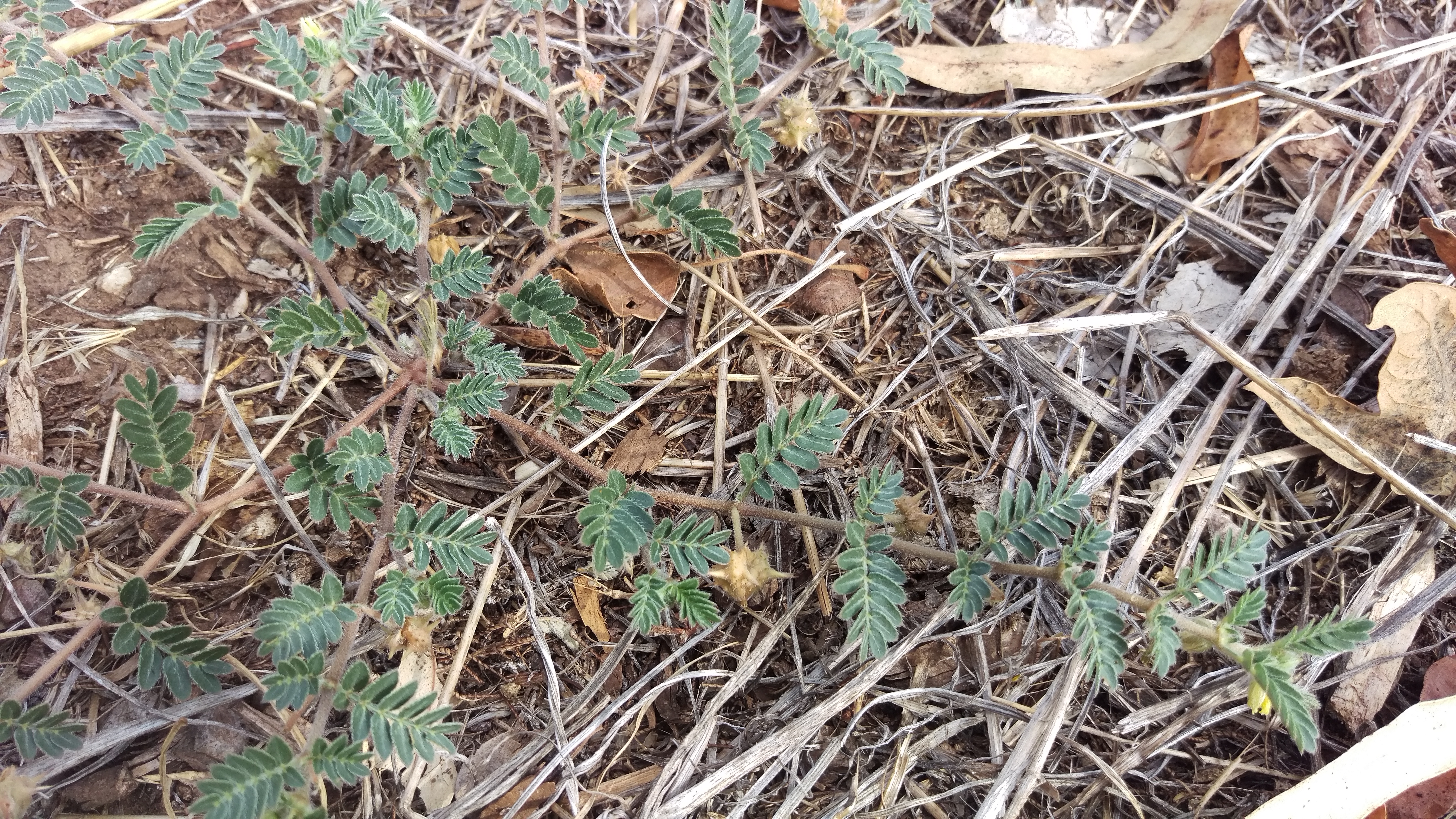 How to Remove Goat's Head Caltrop Puncture Vine (Tribulus Terrestris ...
