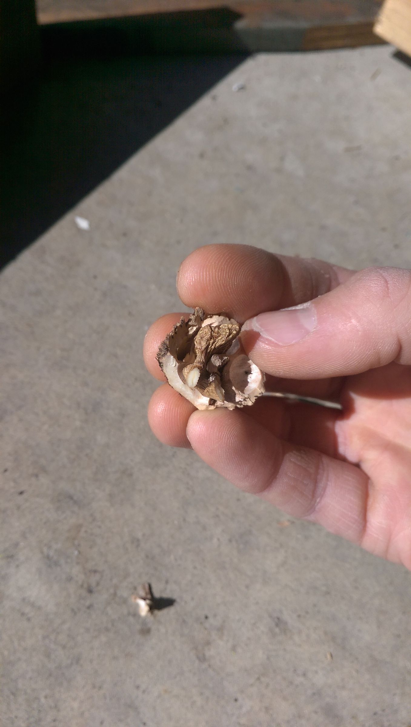 Forage and Process Your Own Black Walnuts! : 6 Steps (with Pictures ...