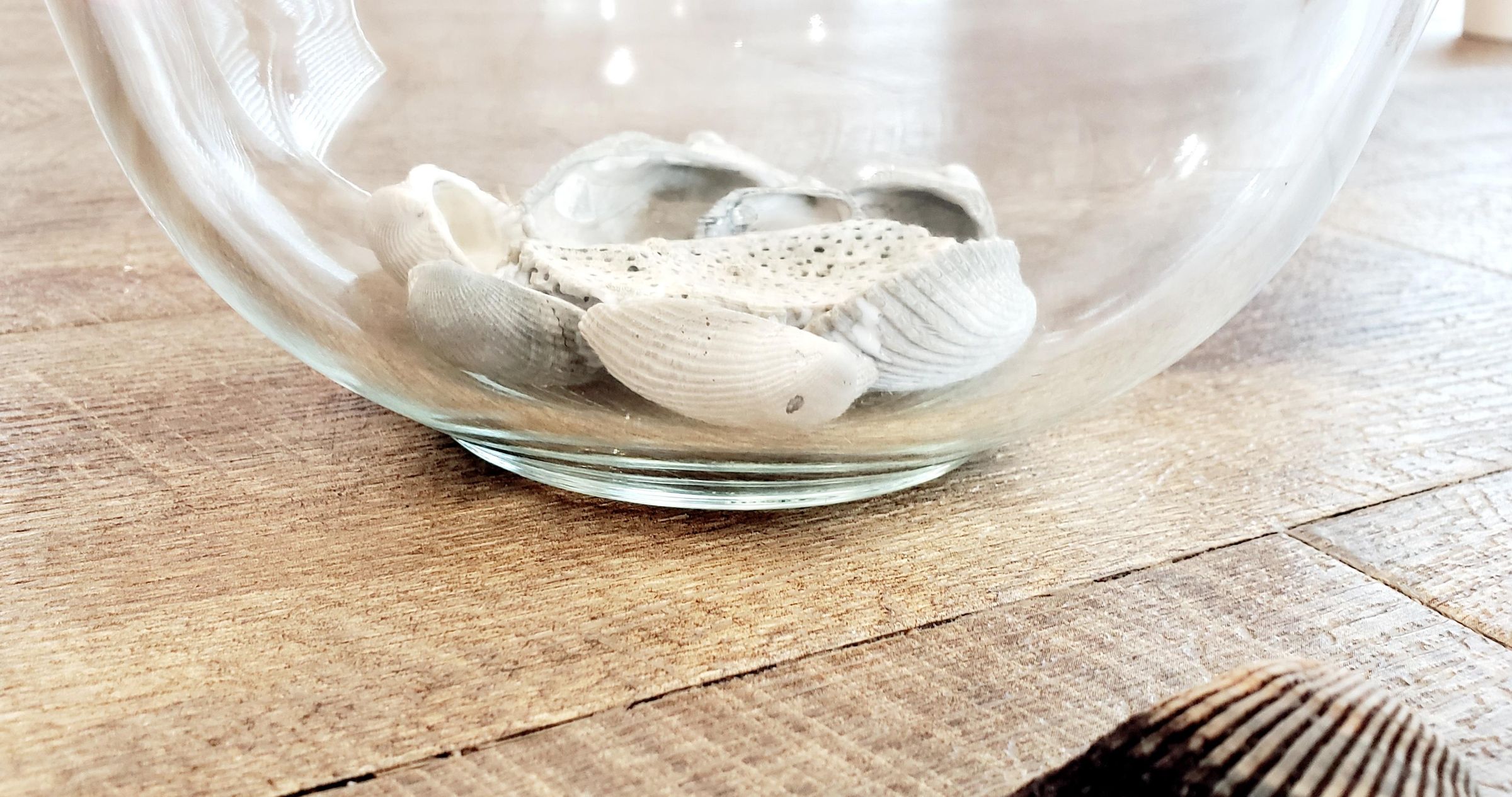 Vacation Memento Shell Bowl : 4 Steps (with Pictures) - Instructables