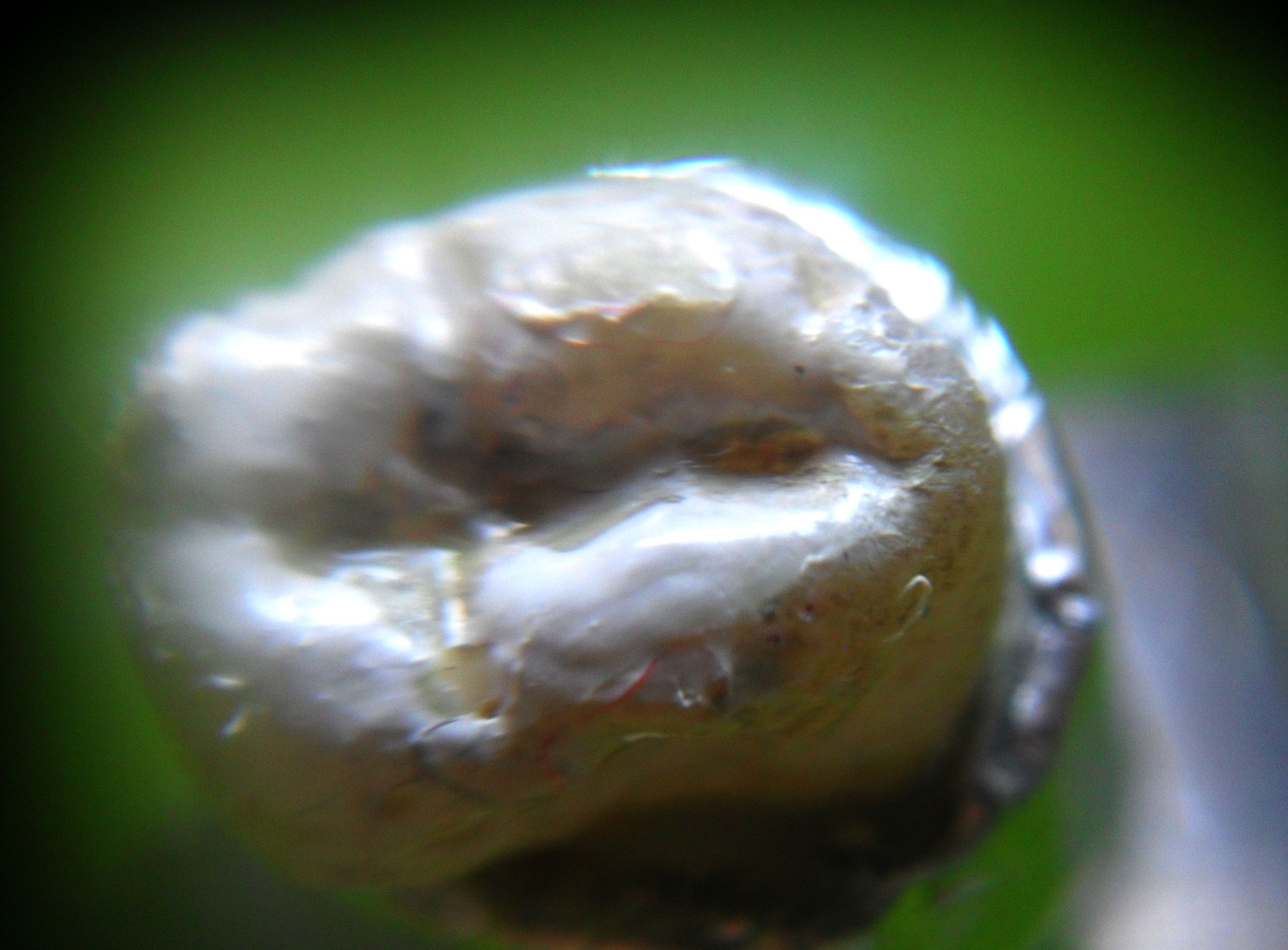 Tooth Rings - Instructables