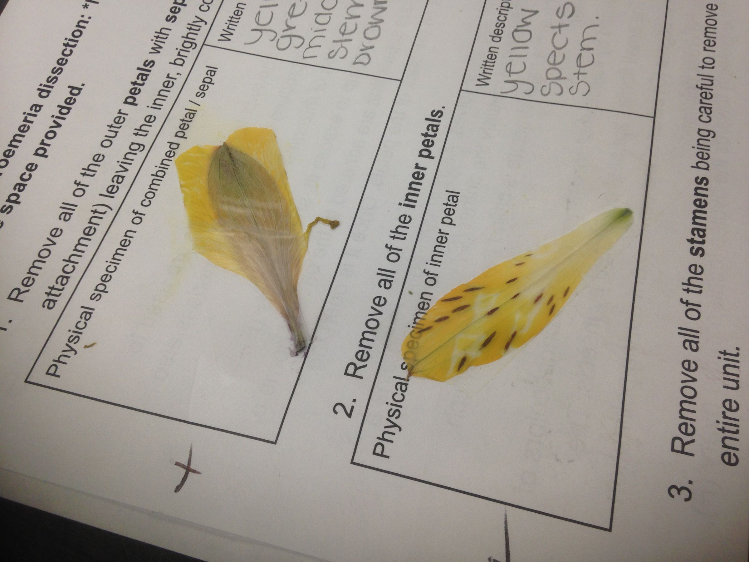 Tear It Up and Tape It - Middle School Flower Dissection Lab : 3 Steps ...