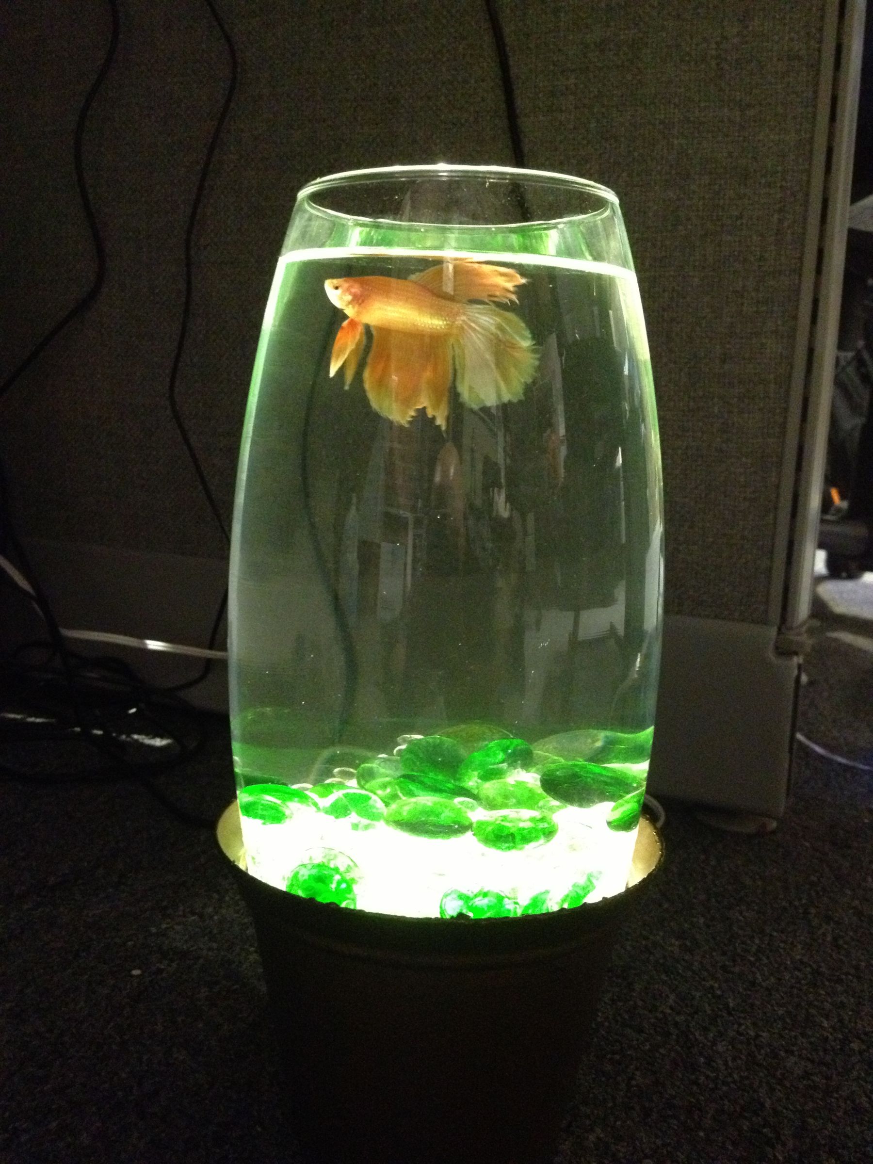 Simple LED Lit Fish Bowl : 4 Steps - Instructables