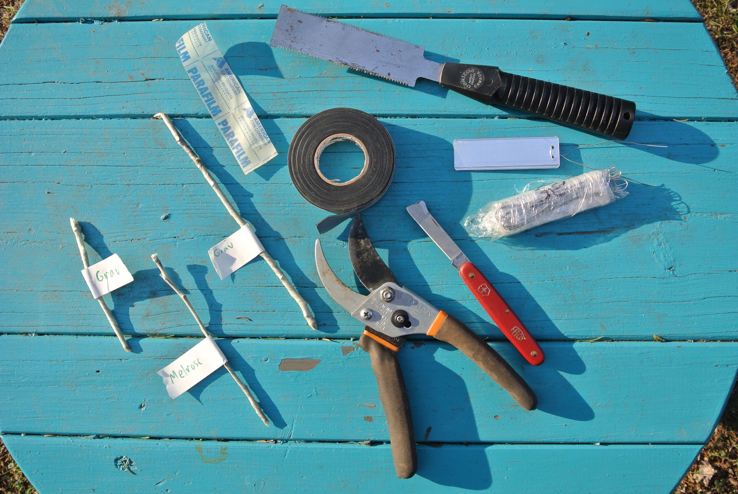 Grafting a Multi-variety Apple Tree. : 10 Steps (with Pictures ...