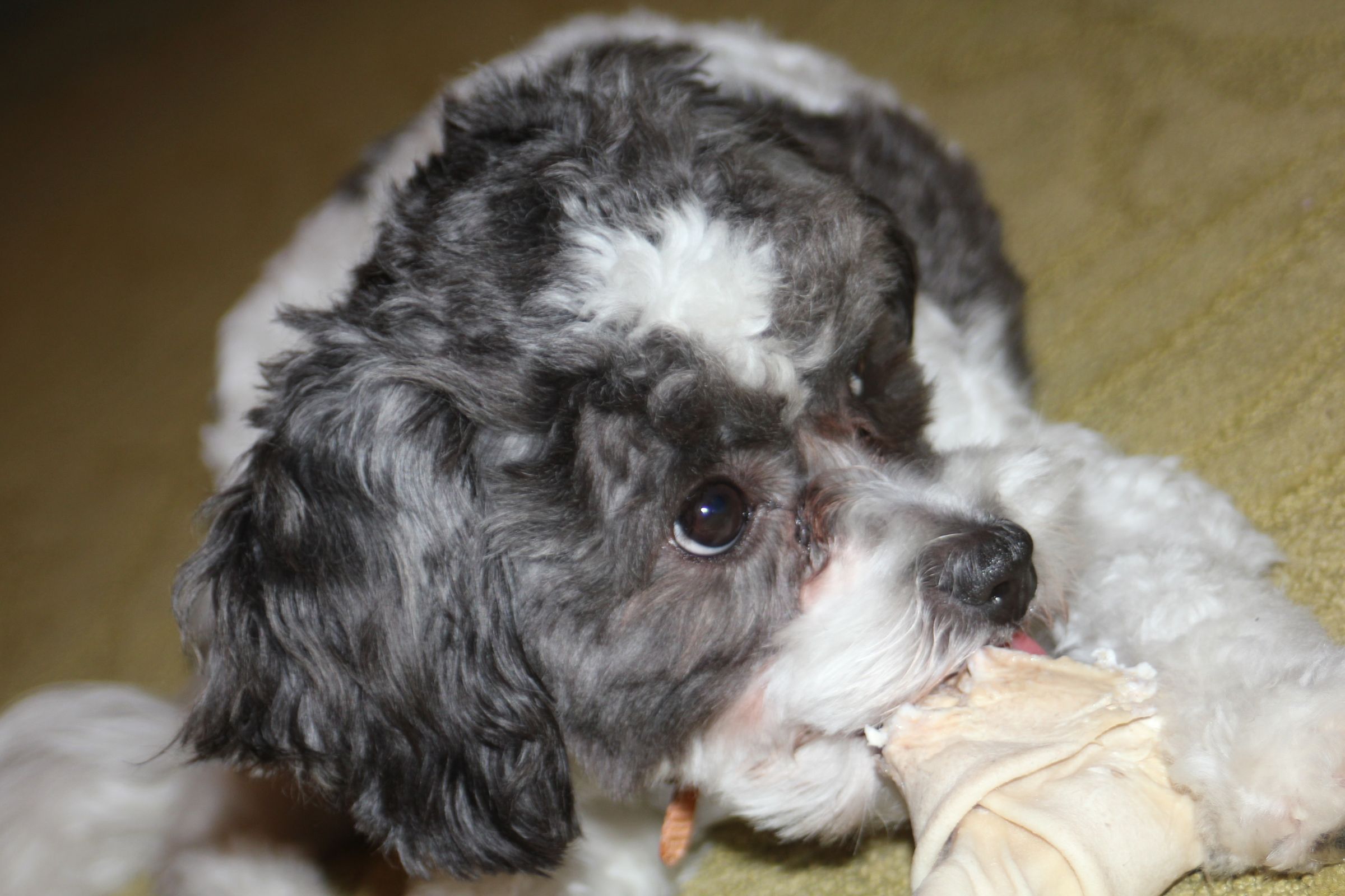 Arduino Controlled Pet Feeder : 9 Steps (with Pictures) - Instructables