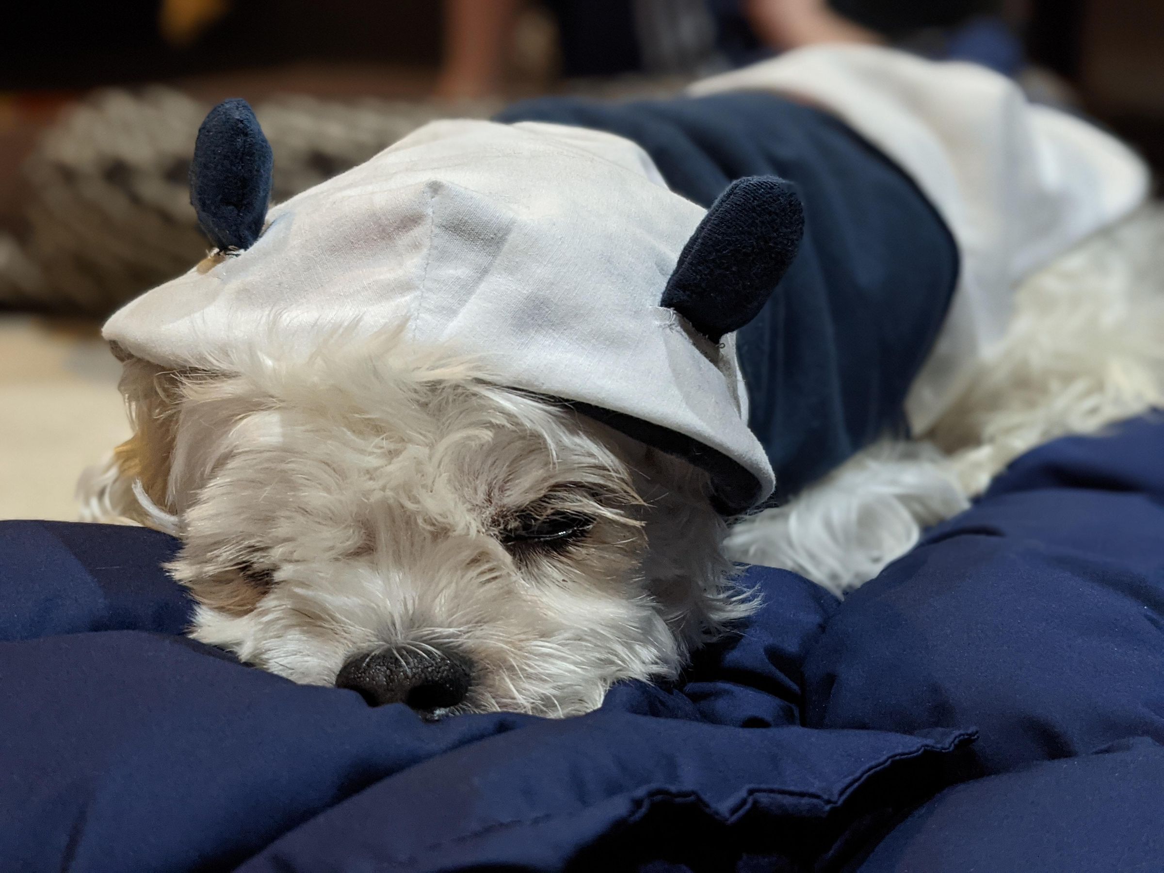 Panda Costume for Dogs From Scrap Cloth! : 10 Steps (with Pictures ...