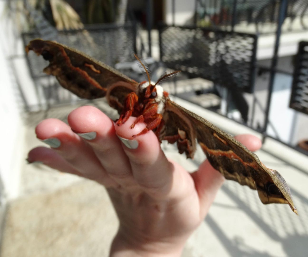Raising Giant Silk Moths : 15 Steps (with Pictures) - Instructables