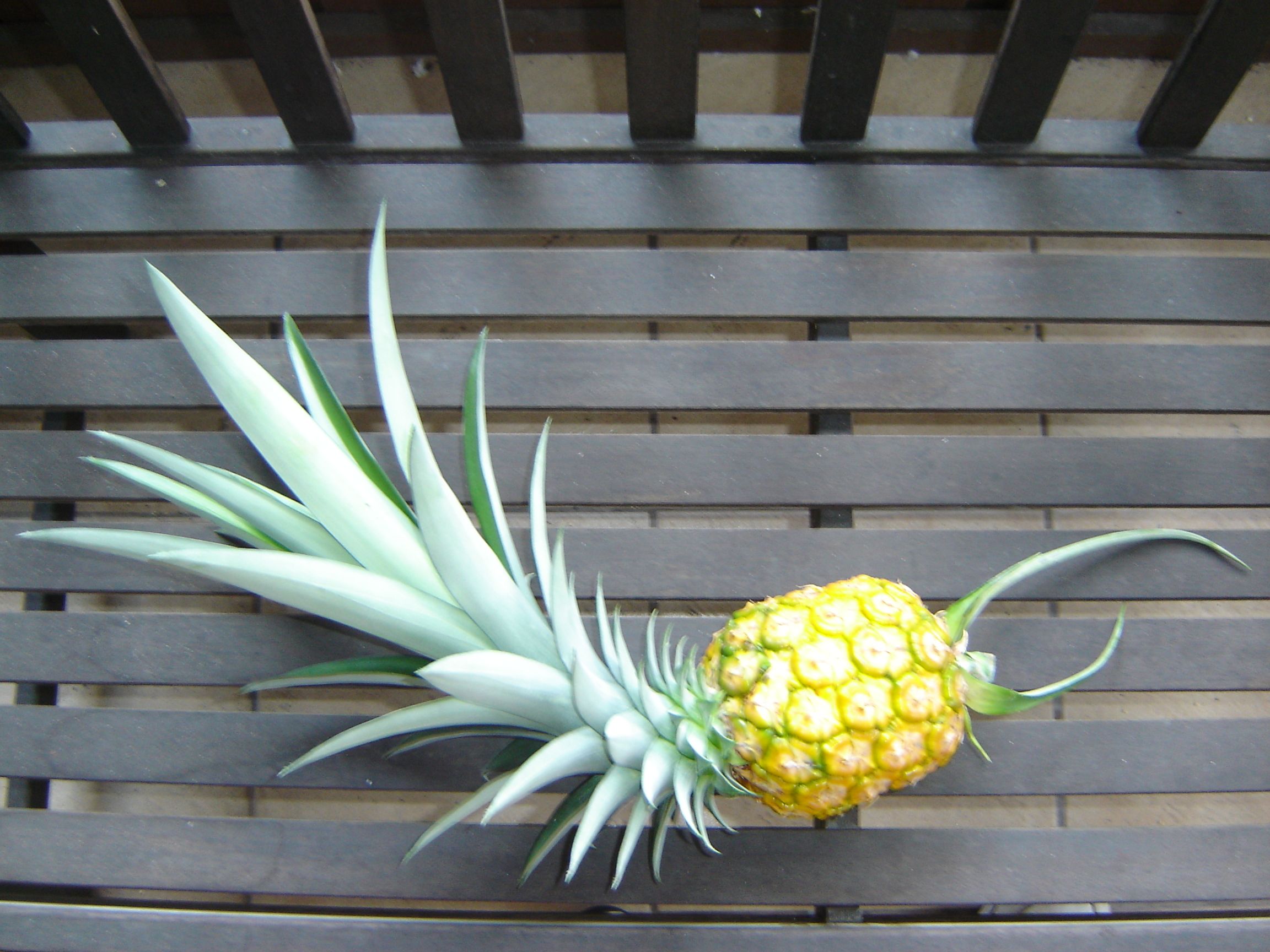 How to Grow Pineapples : 7 Steps (with Pictures) - Instructables
