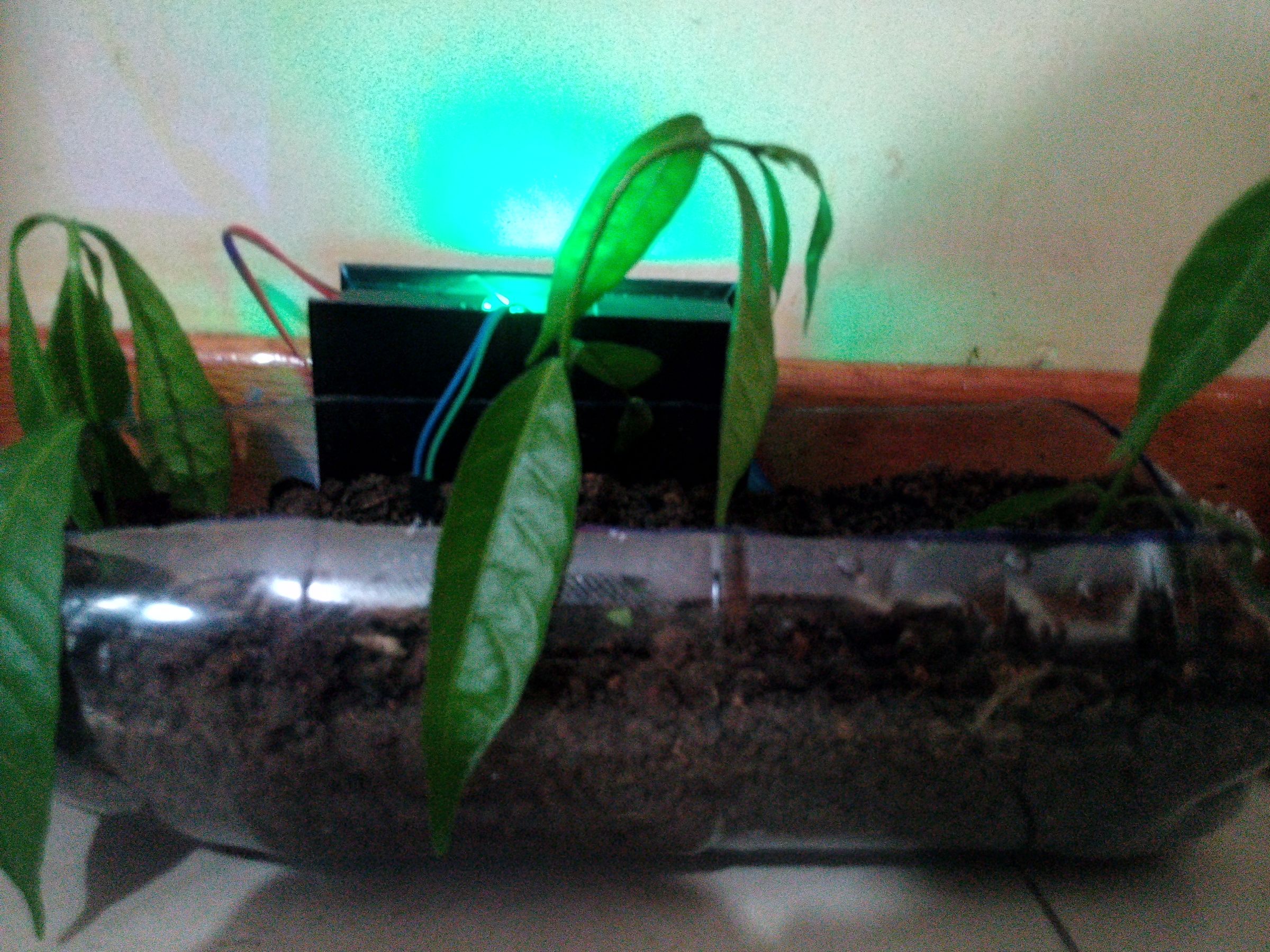 Indoor Garden Using Plastic Bottles : 7 Steps (with Pictures ...