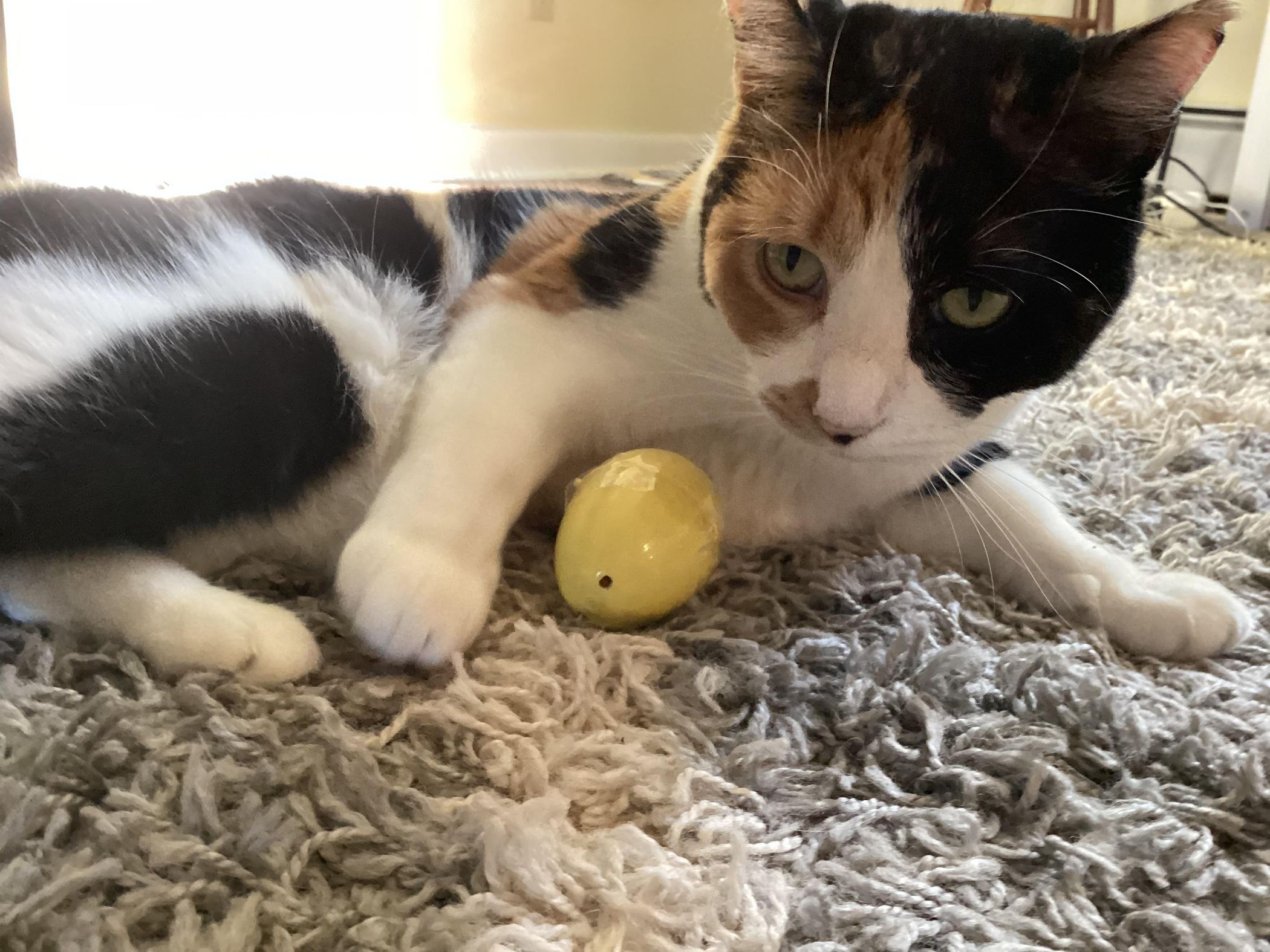 Easy Cat Puzzle Made Out of an Easter Egg in 2 Steps : 3 Steps ...