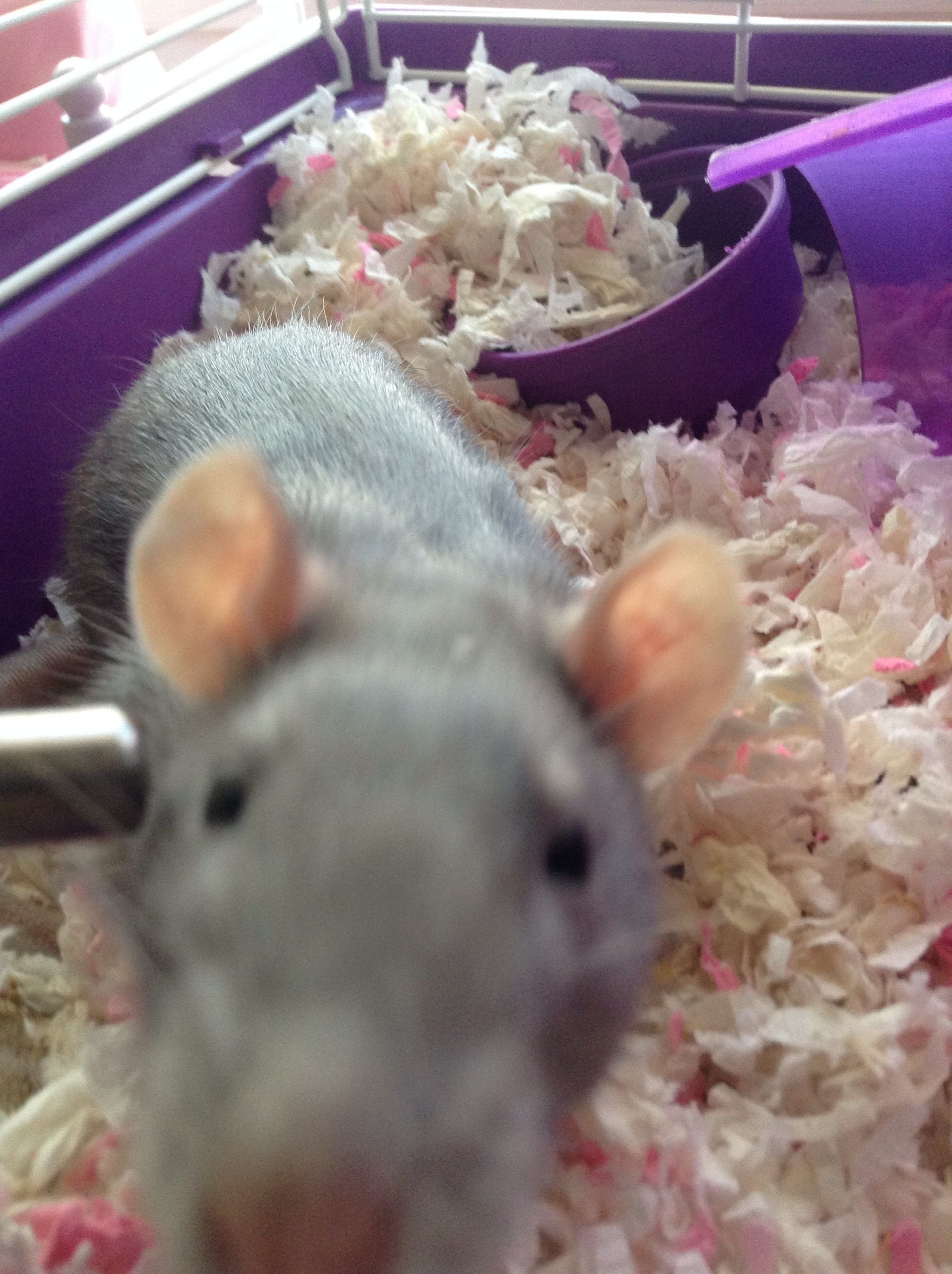 How to Make a Rat Happy : 3 Steps - Instructables