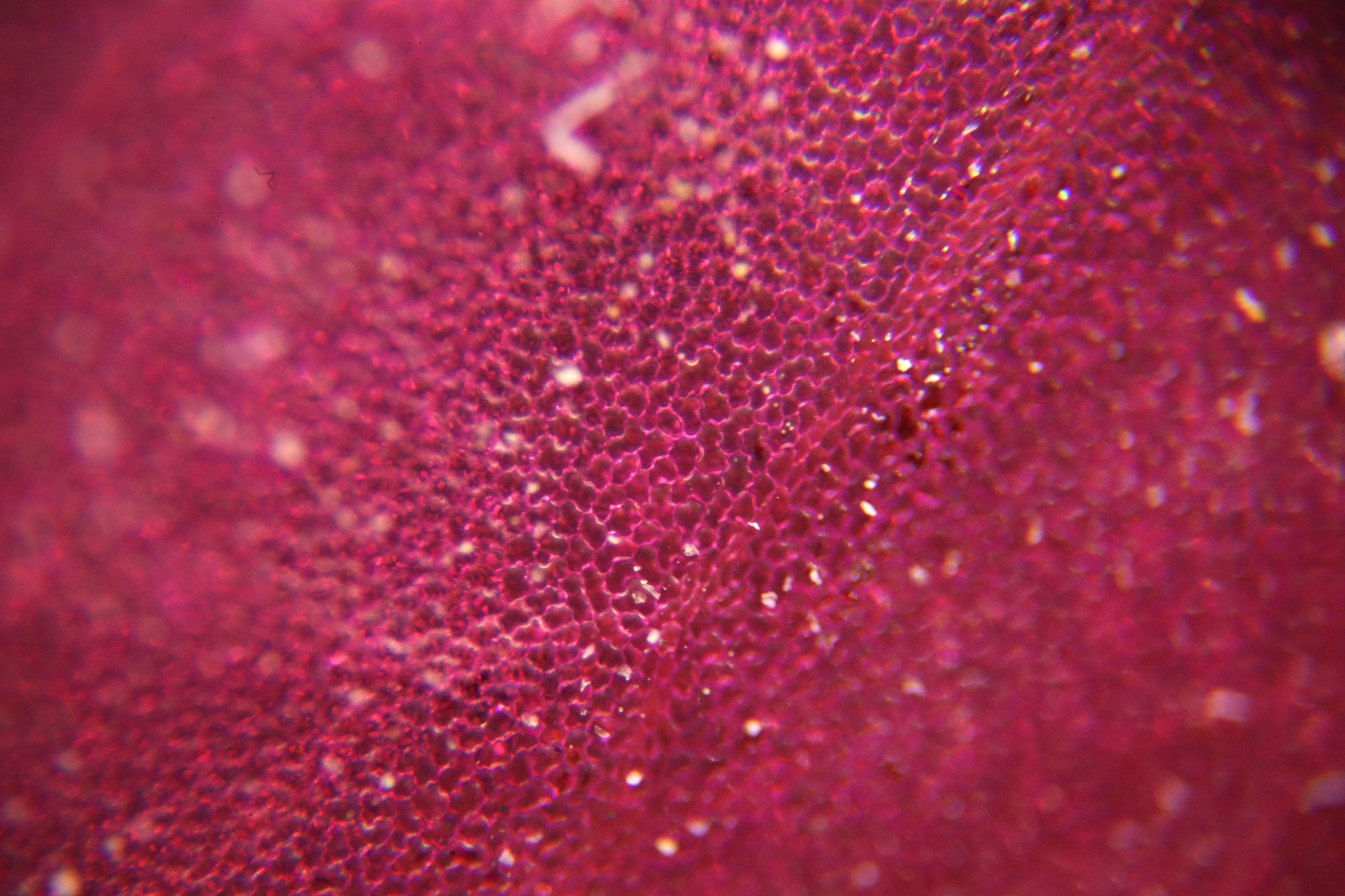 DSLR Microphotography : 12 Steps (with Pictures) - Instructables