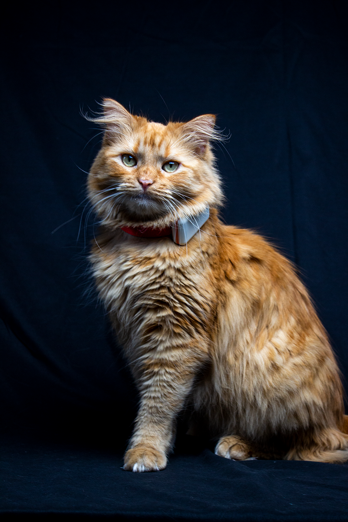 FindMyCat - the Open Source Pet Tracker : 13 Steps (with Pictures) - Instructables