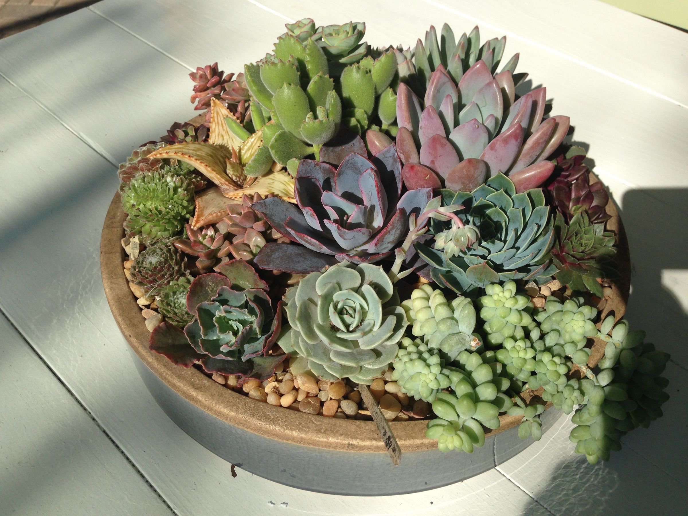 How to Create an Awesome Succulent Planter : 6 Steps (with Pictures ...