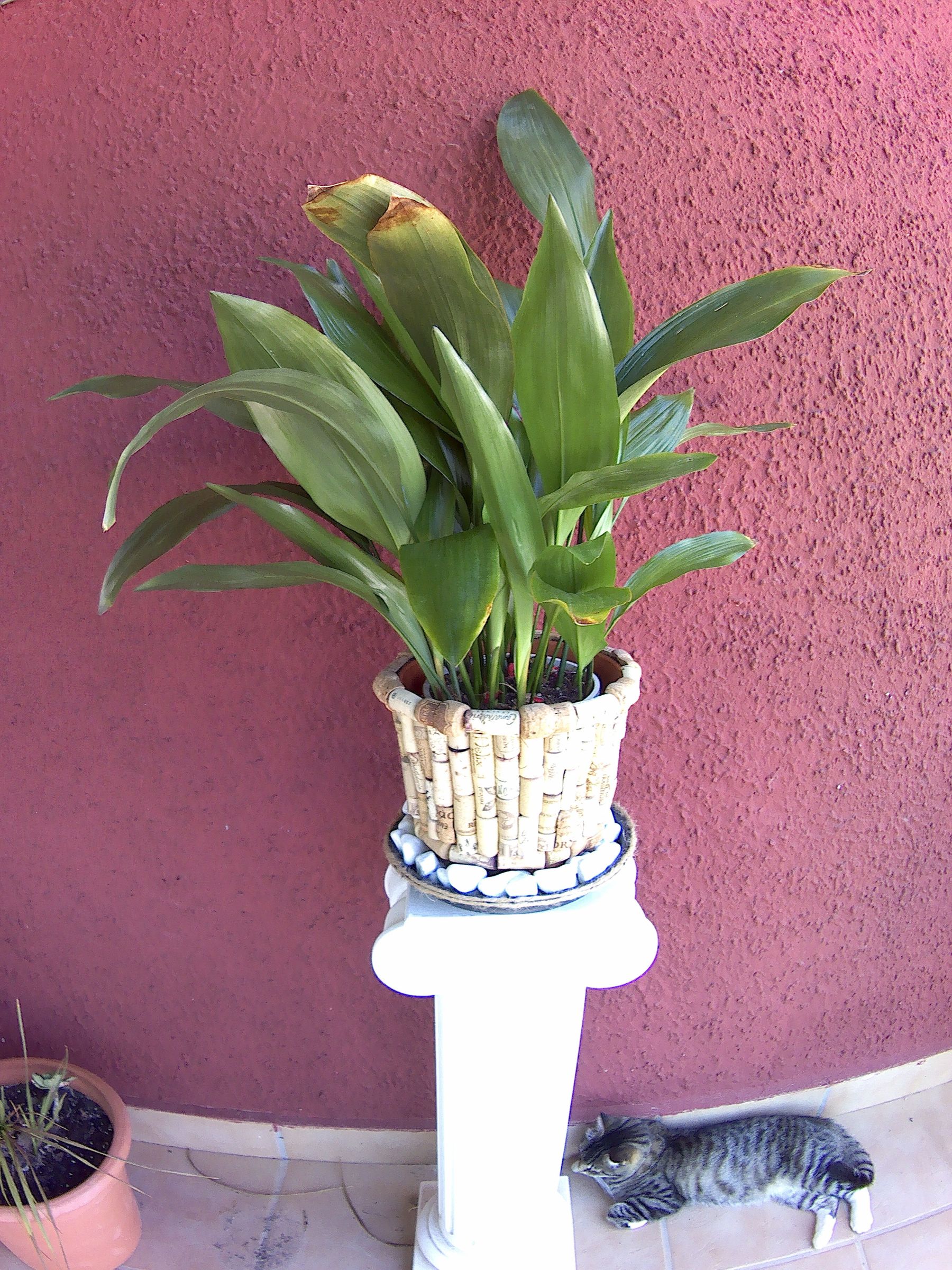 Rustic Cork Planter : 10 Steps - Instructables