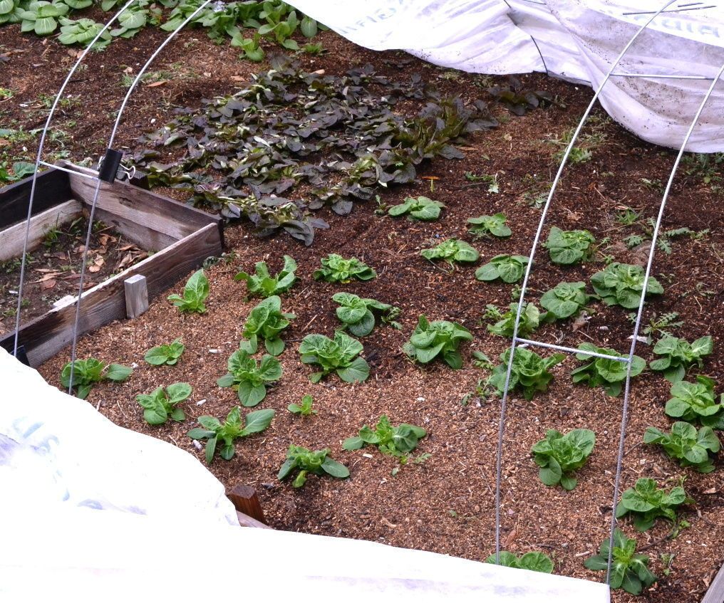 Rustic Minimalist Raised Vegetable Bed : 4 Steps - Instructables