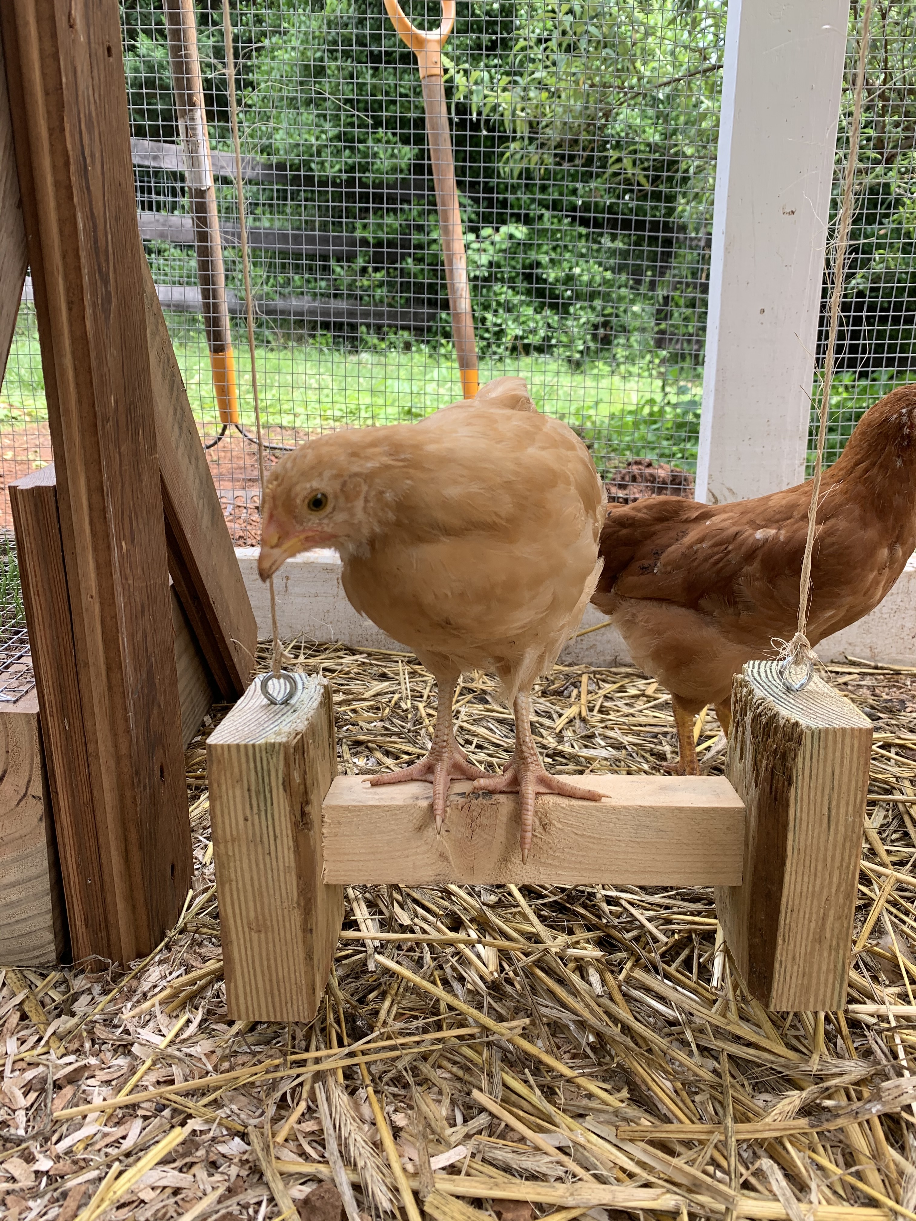 Chicken Playground : 20 Steps (with Pictures) - Instructables