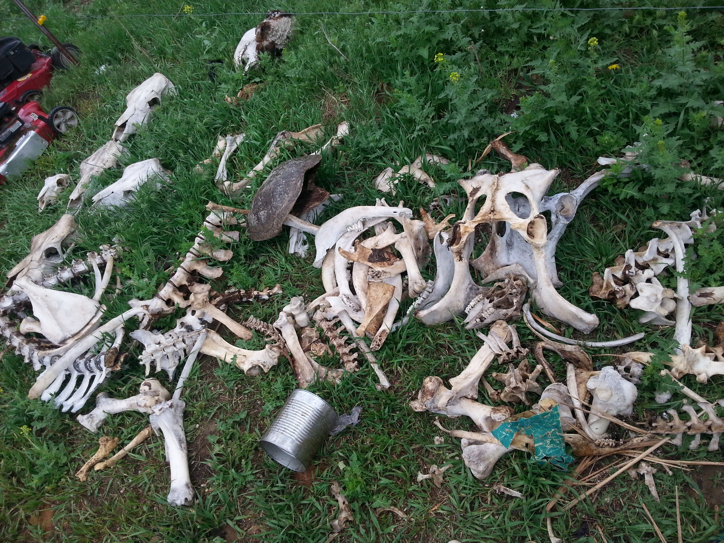 Bone Sculptures : 11 Steps (with Pictures) - Instructables