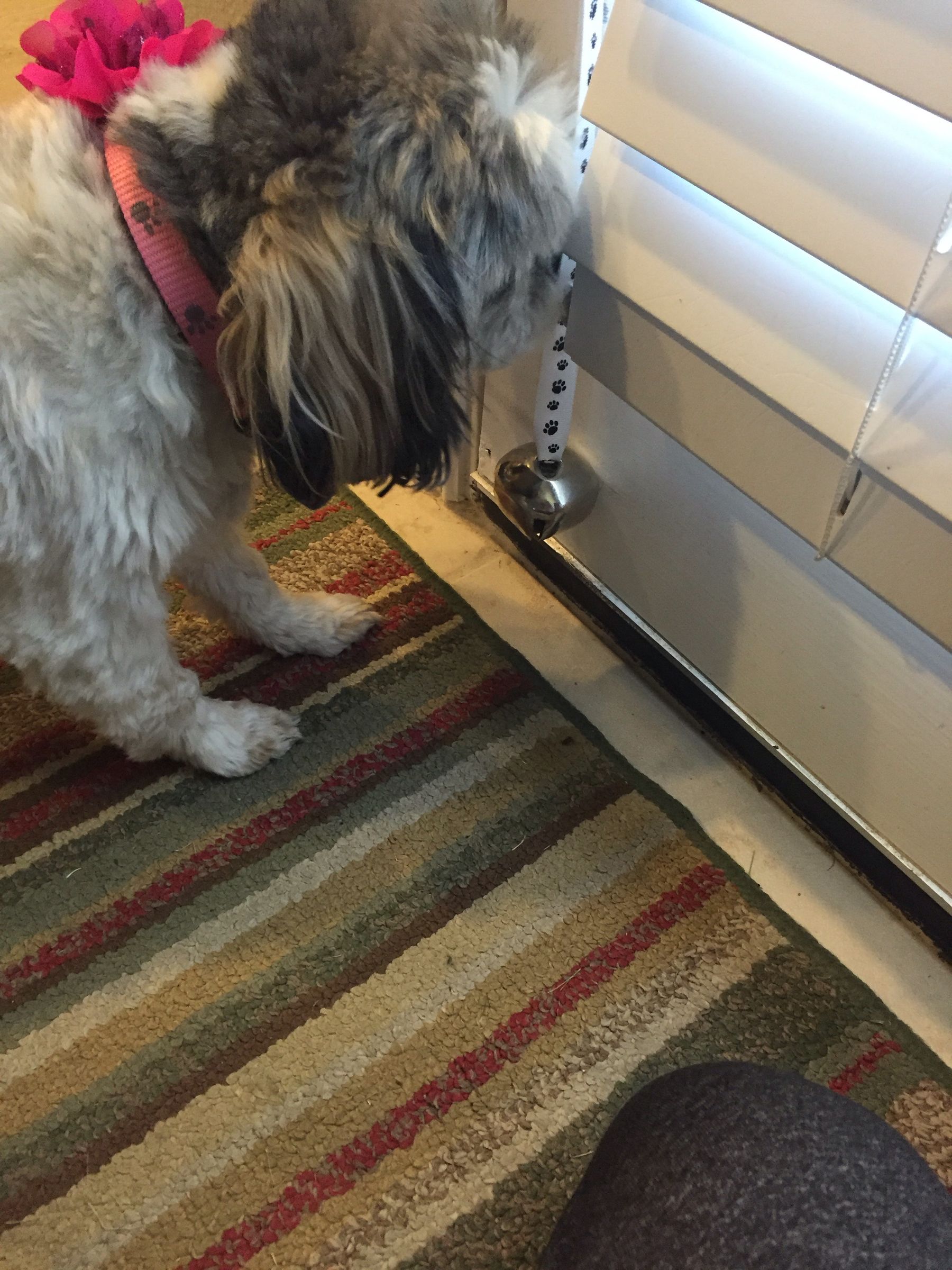 How to Bell Train a Dog : 13 Steps (with Pictures) - Instructables