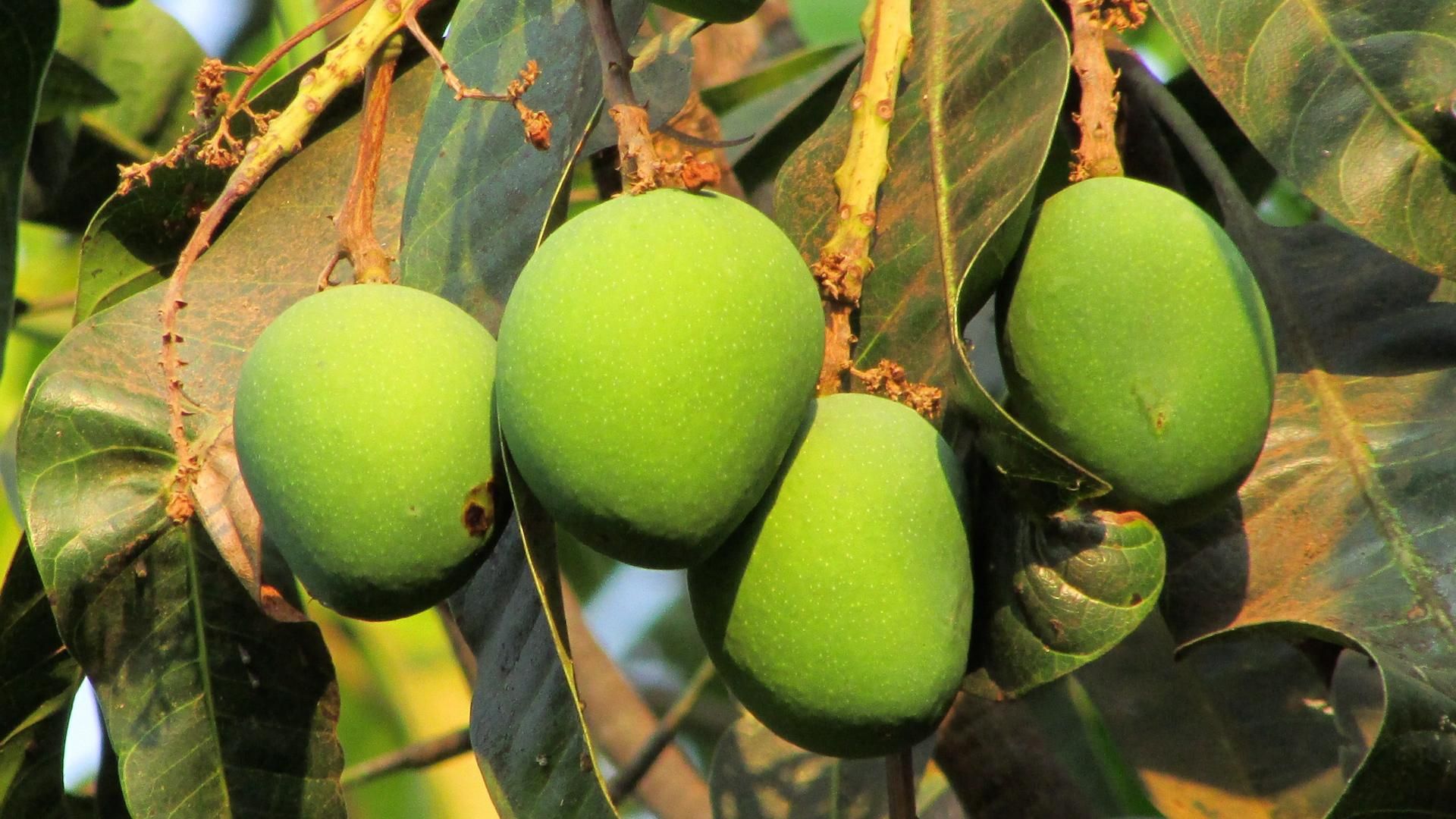 How to Eat a Mango : 7 Steps (with Pictures) - Instructables