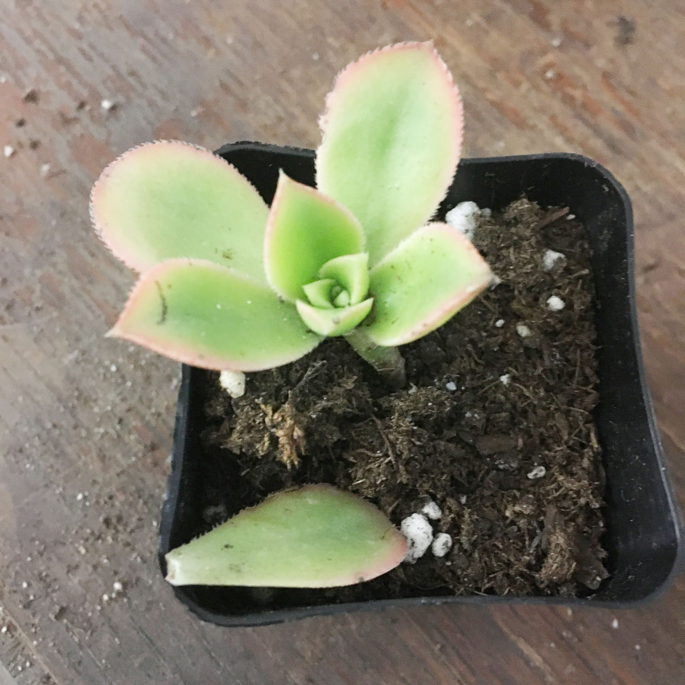 Easy Succulent Propagation : 6 Steps (with Pictures) - Instructables