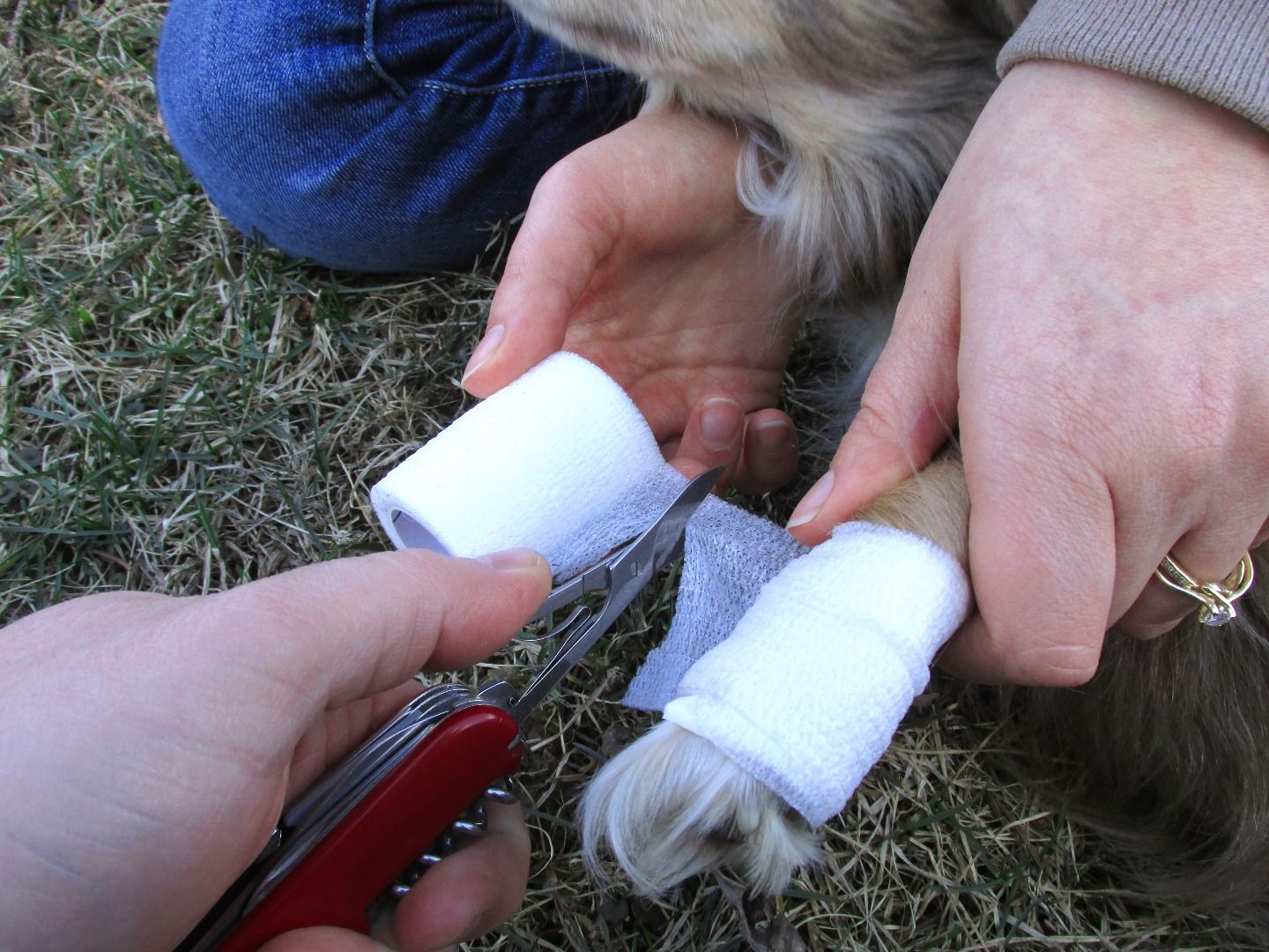 Pet First Aid Kit - Simple, Inexpensive, and Effective : 8 Steps (with ...