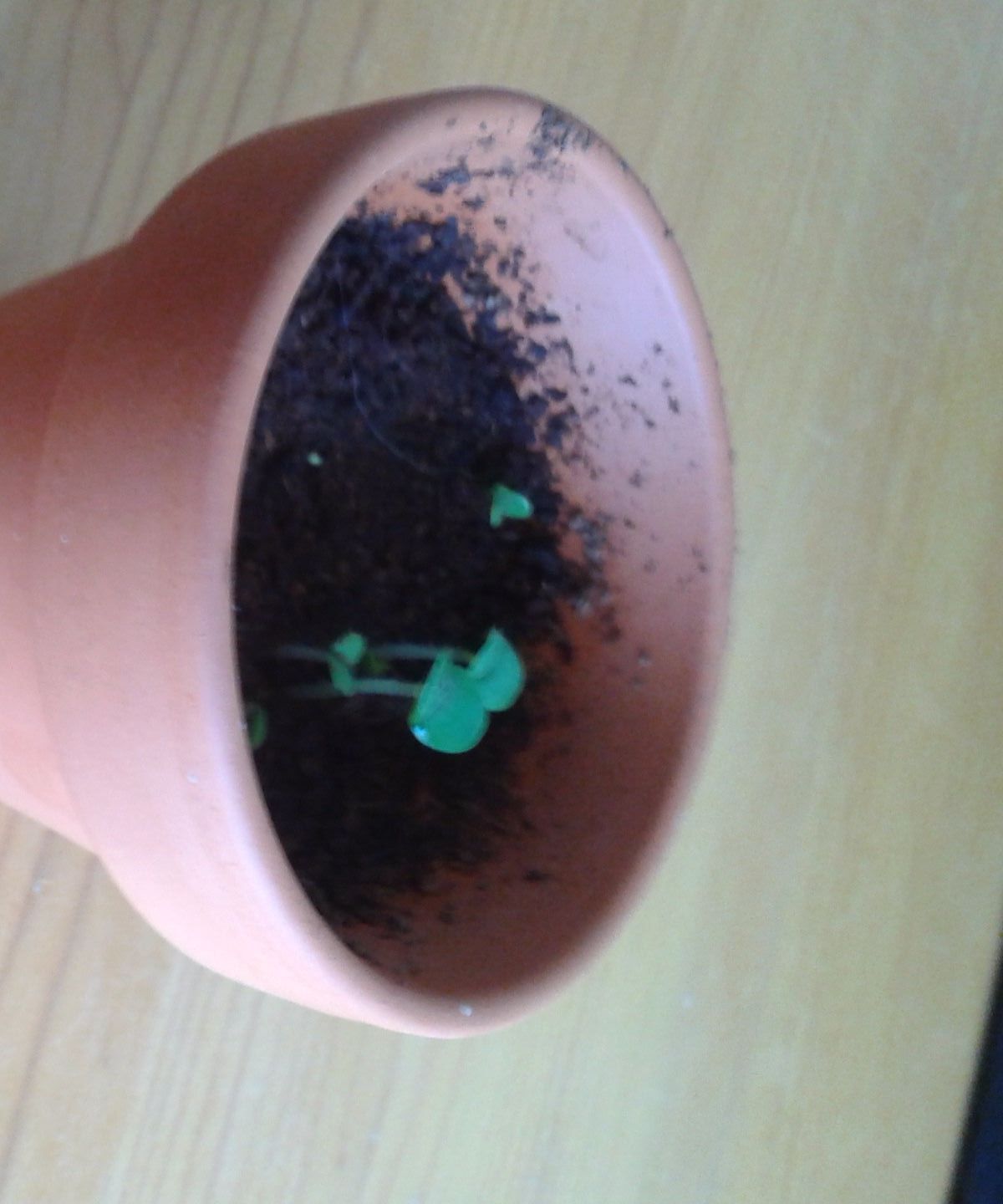 Grow Basil Easily at Home : 8 Steps - Instructables