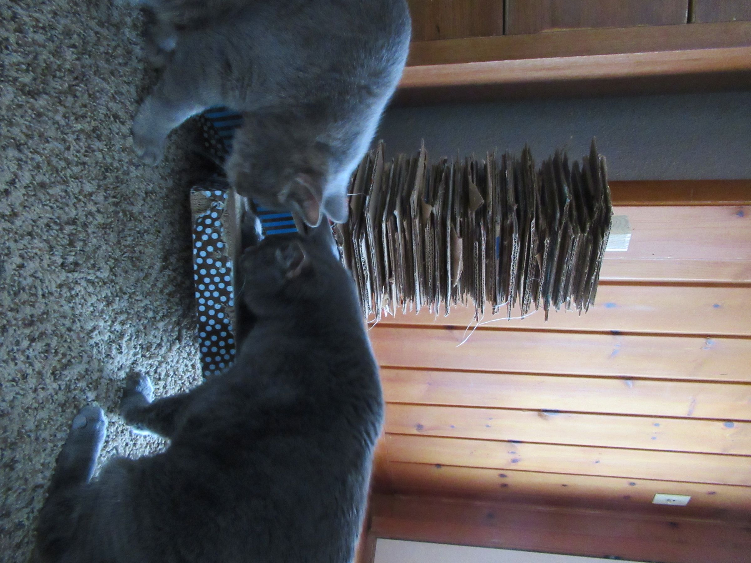 Cardboard Cat Scratching Post - Instructables