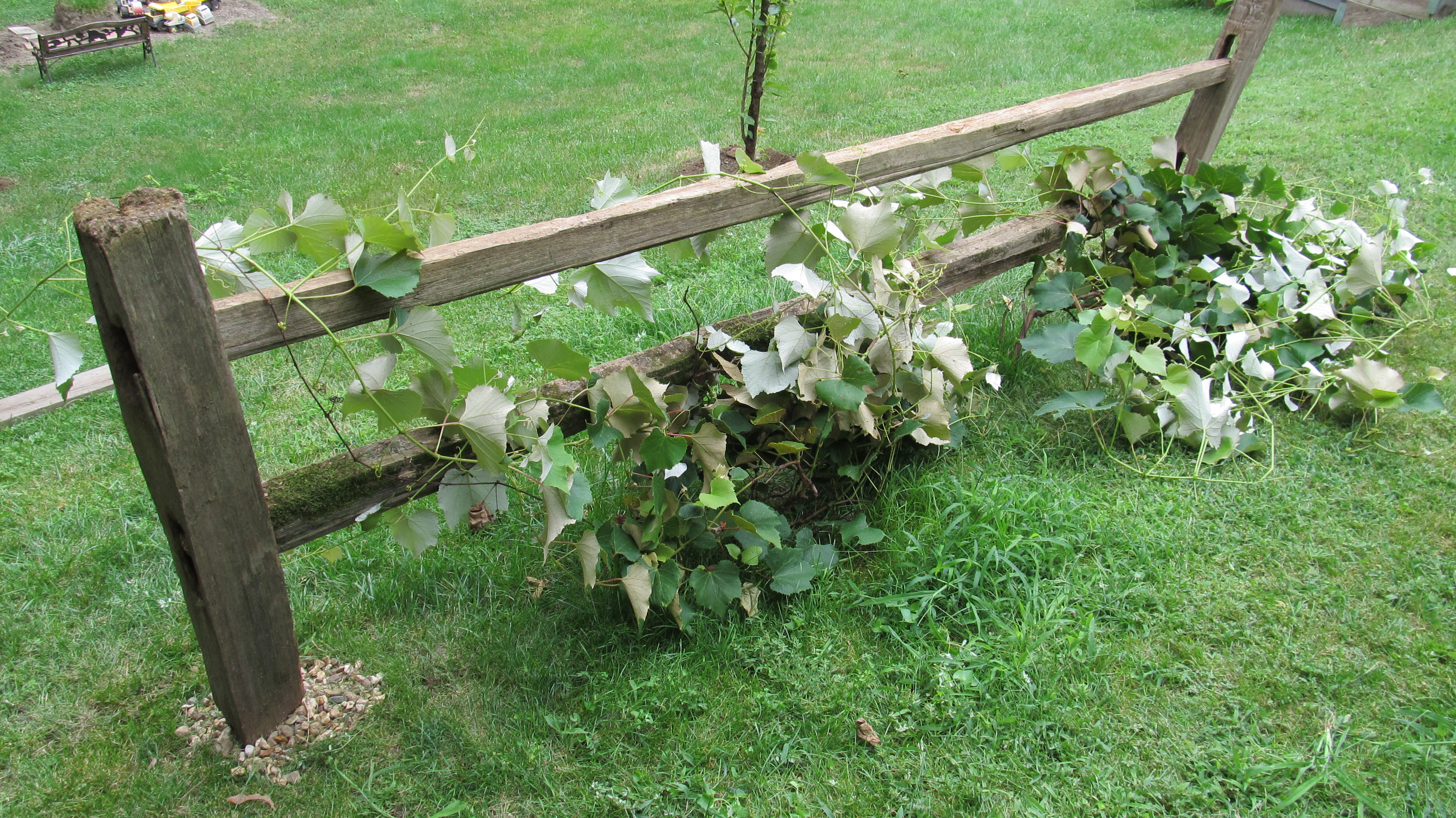 Grape Vine Trellis From a Salvaged Split-Rail Fence : 7 Steps (with ...