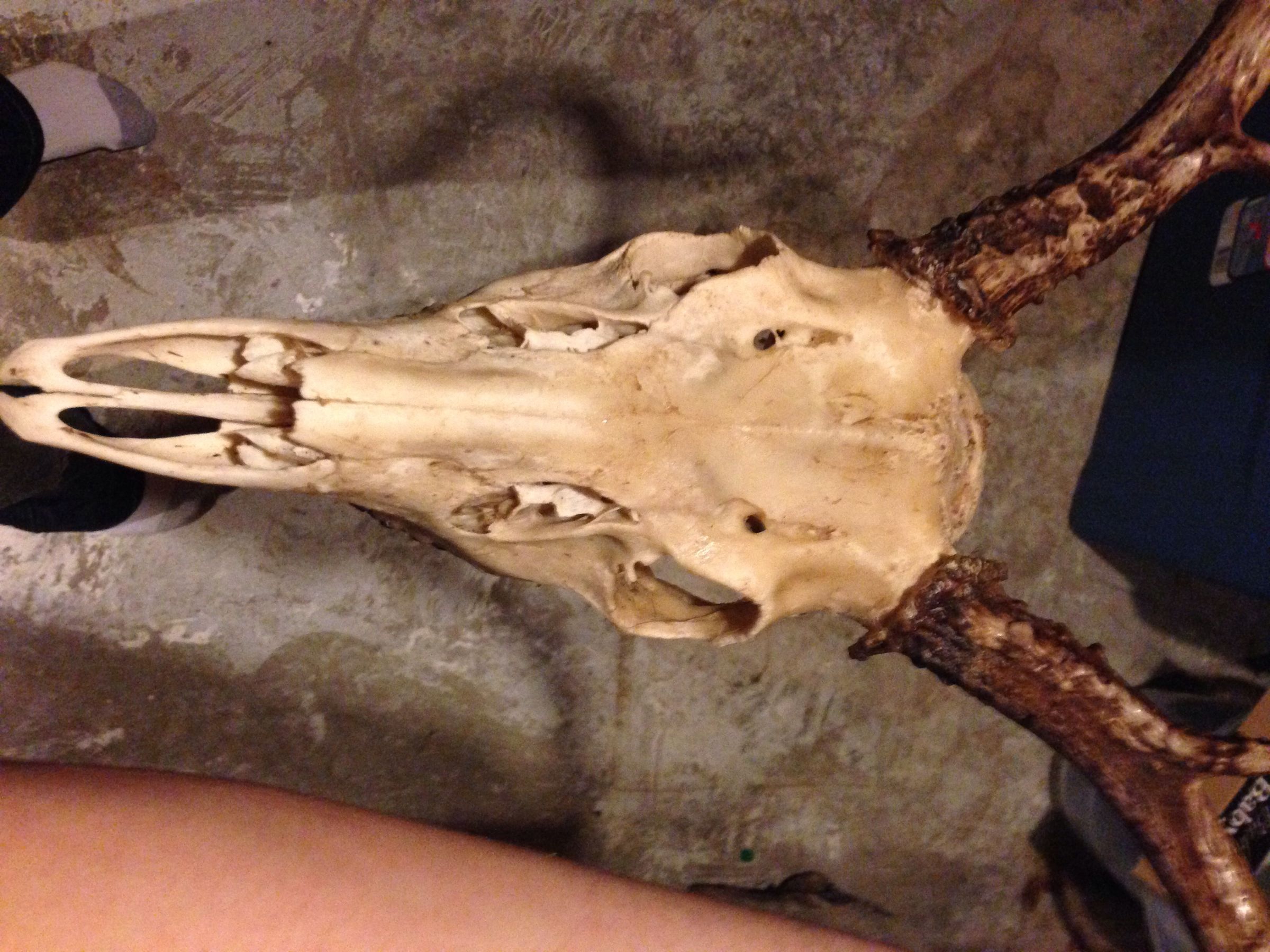 European Mounted Deer : 10 Steps - Instructables
