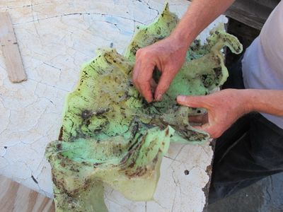 Molding a Natural Object to Make a Wax Positive for Casting : 6 Steps ...