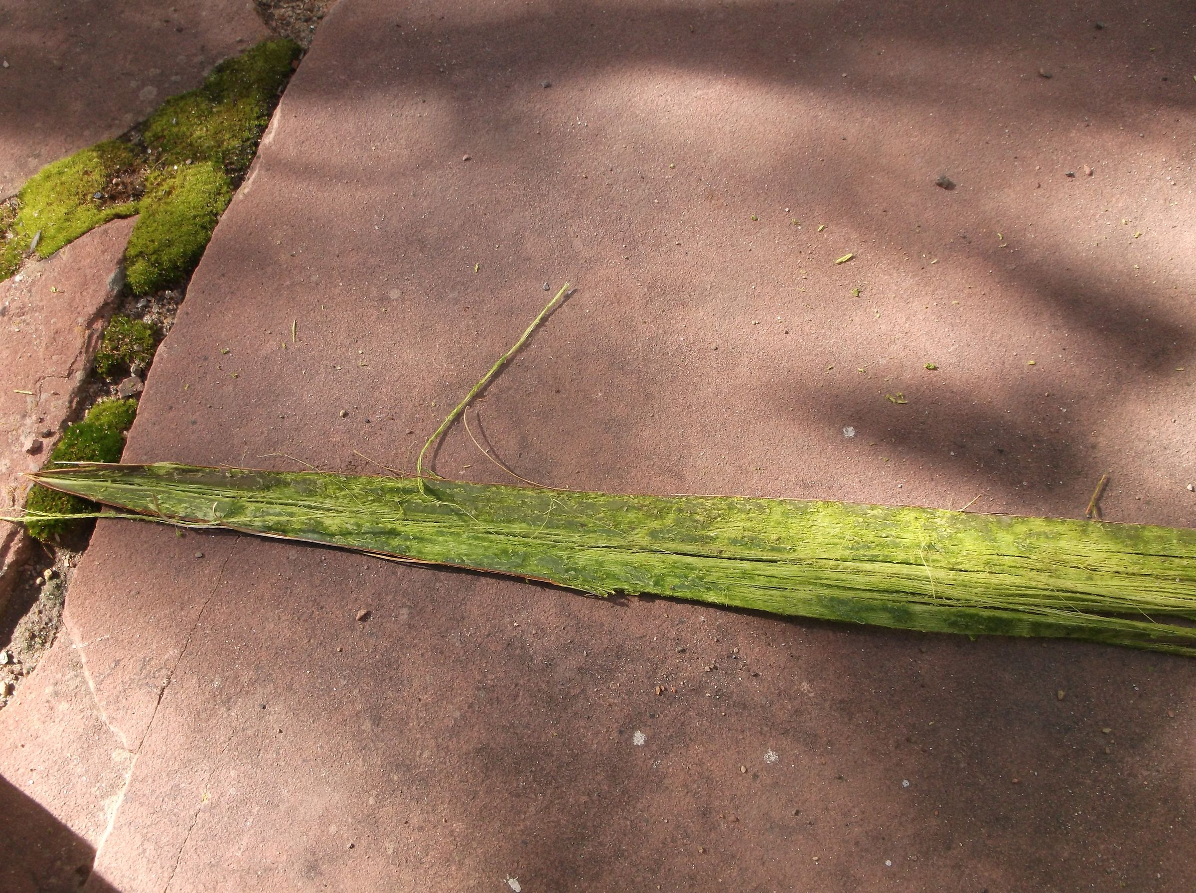 Processing Yucca Fibre With Primitive Tools : 6 Steps (with Pictures ...