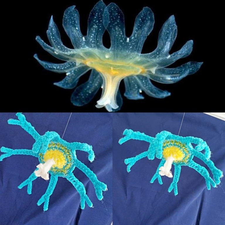 Jellyfish Ephyra