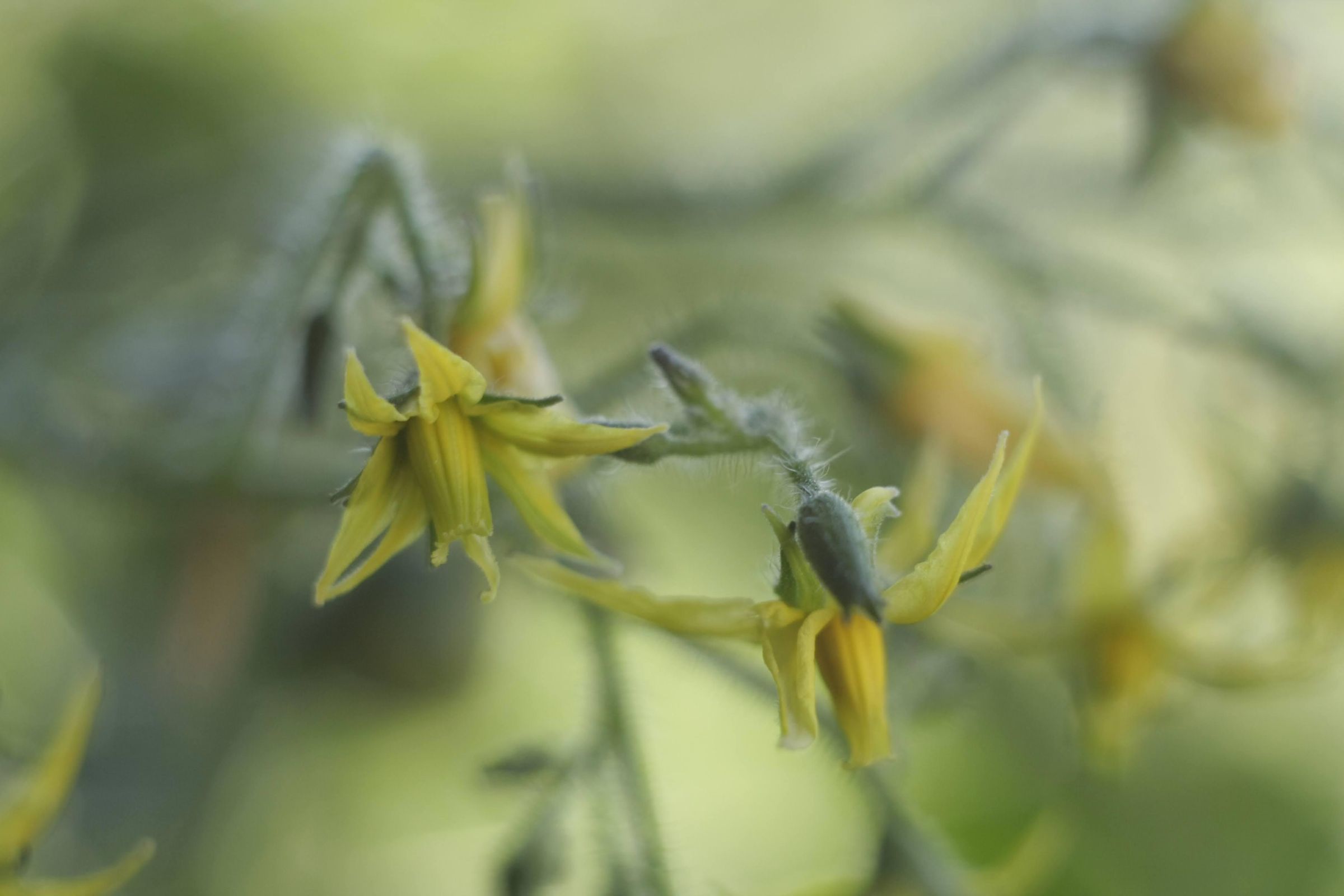 Turn Any Manual Lense to Macro Lenses (with 3D Printer) : 5 Steps (with ...