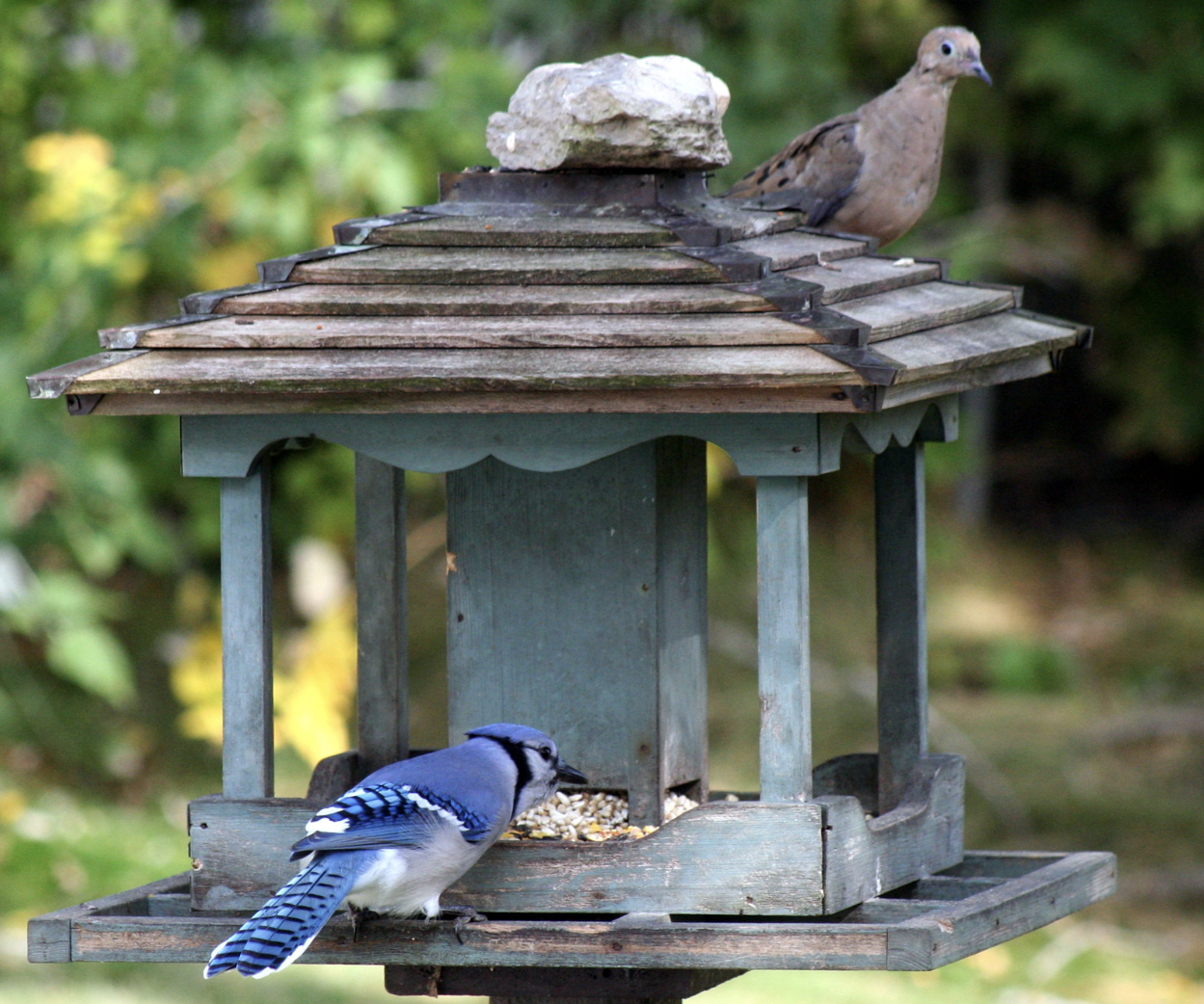 Birdwatching for Beginners : 3 Steps - Instructables