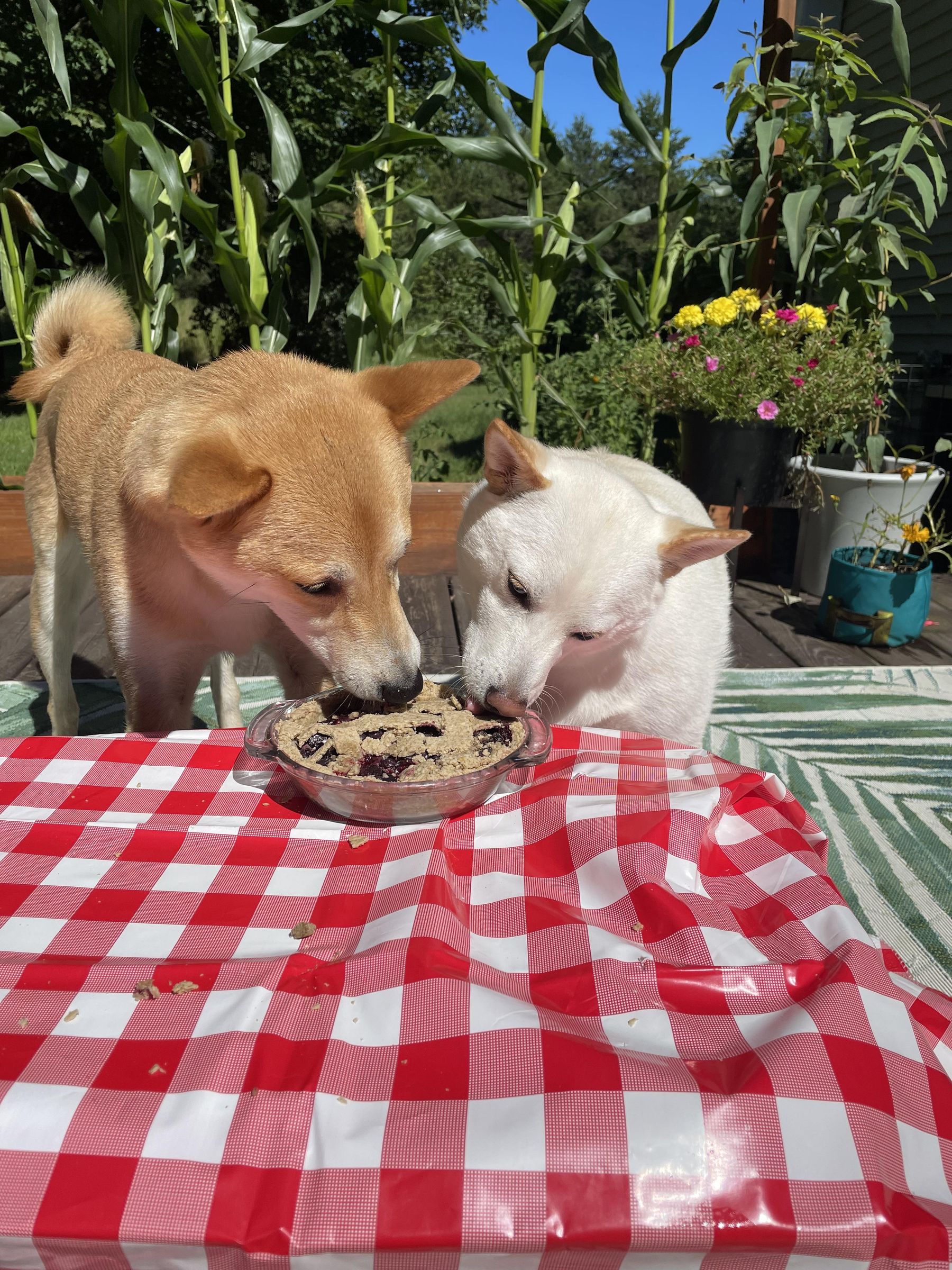 Doggie Blueberry Pie : 7 Steps (with Pictures) - Instructables