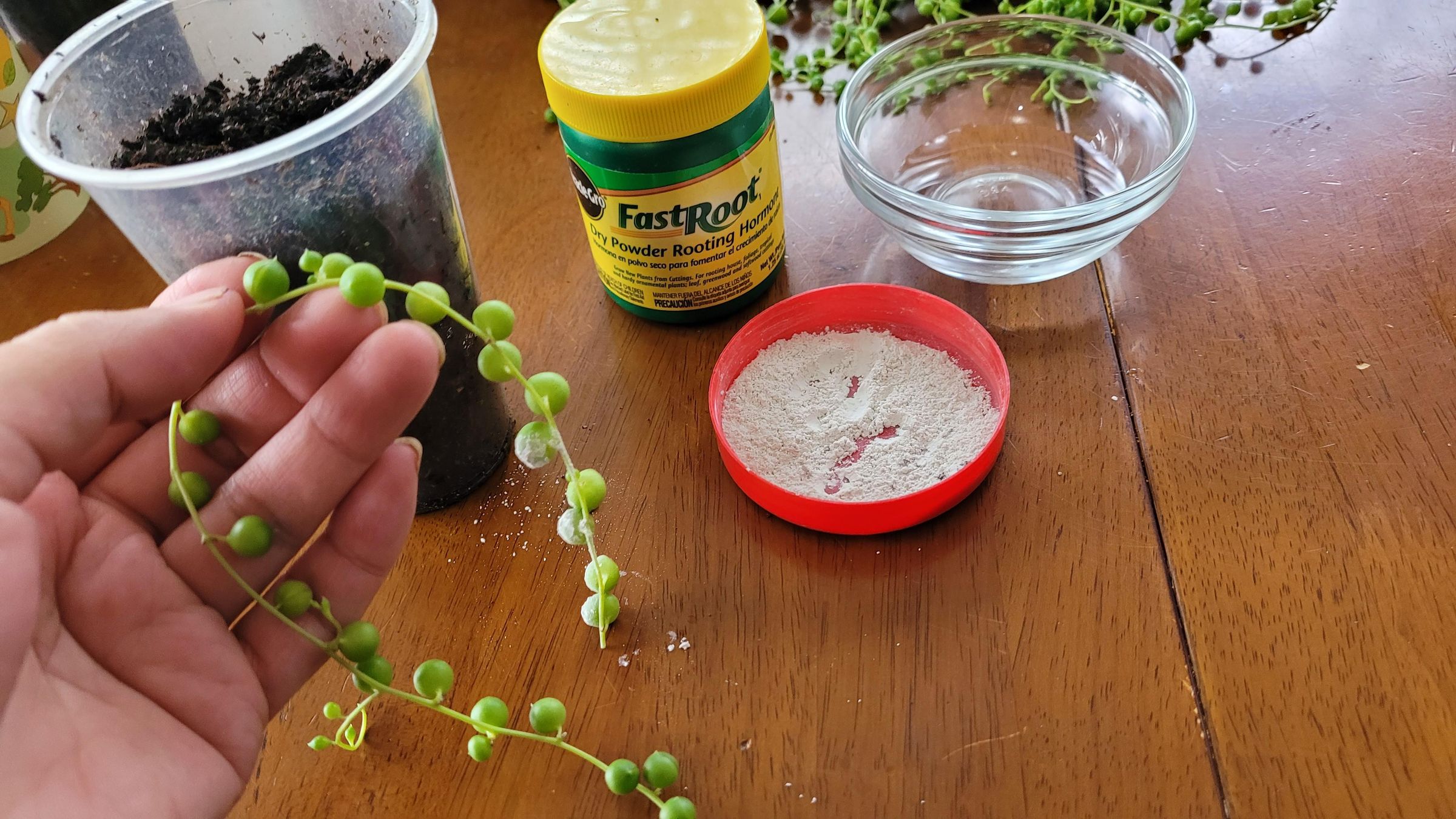 How to Propagate String-of-Pearls Plant : 5 Steps (with Pictures ...