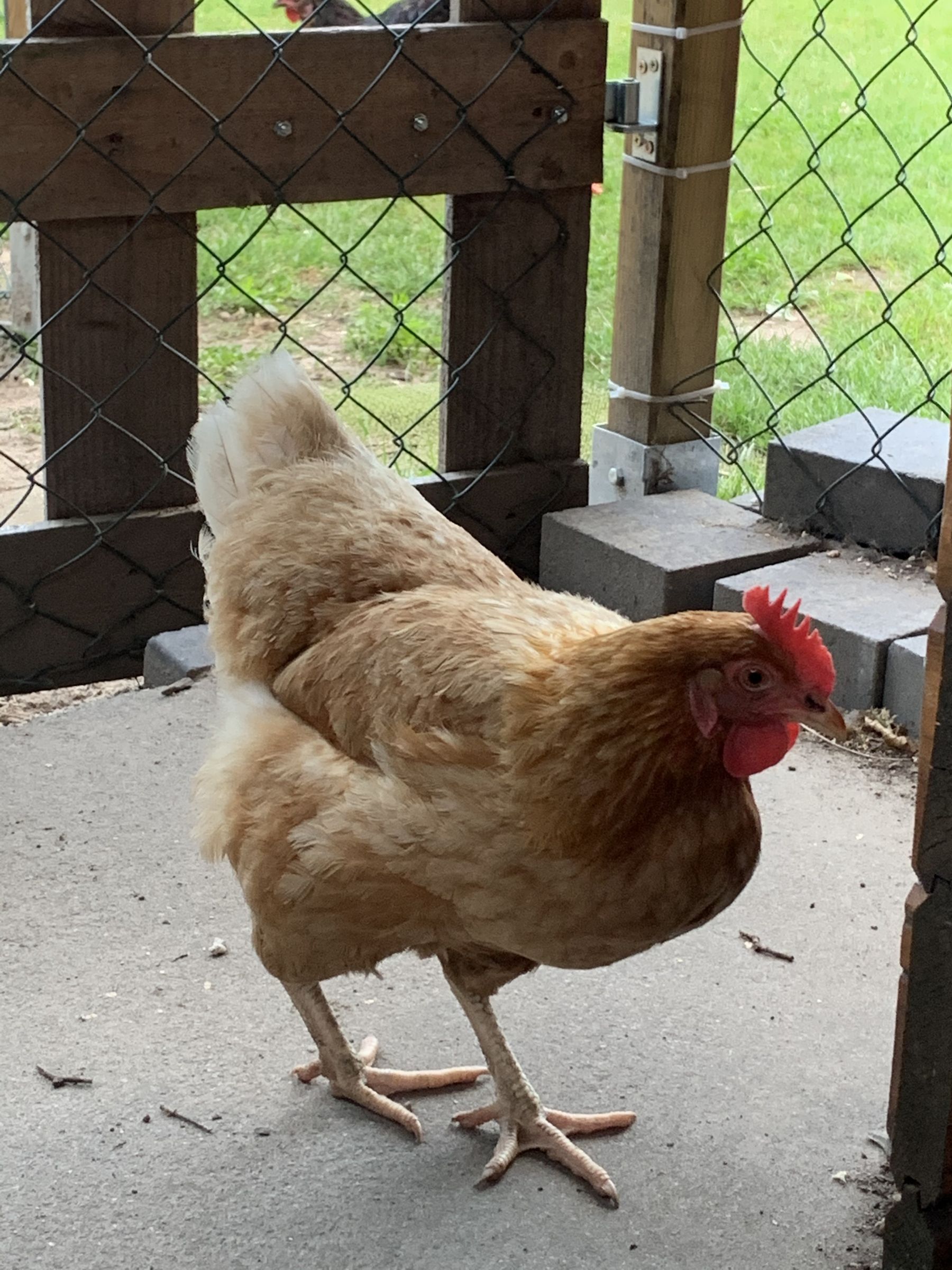 Chicken Coop Door - Arduino Based : 5 Steps (with Pictures) - Instructables