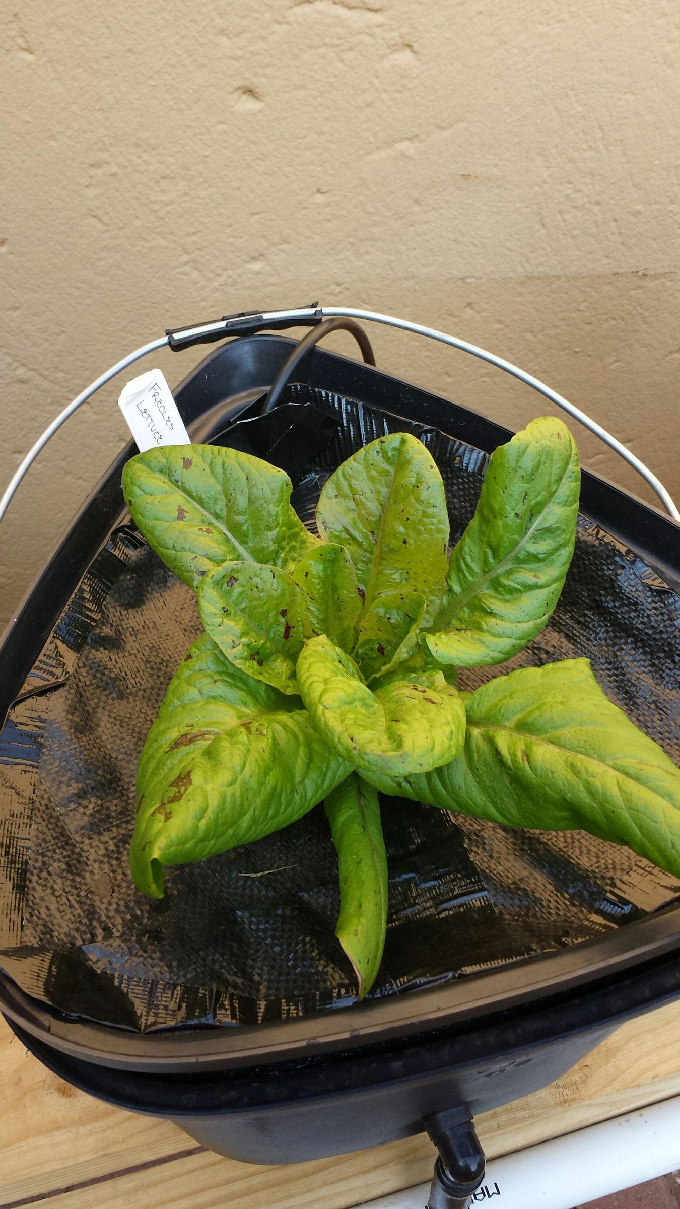 Dutch Bucket Hydroponics : 8 Steps (with Pictures) - Instructables