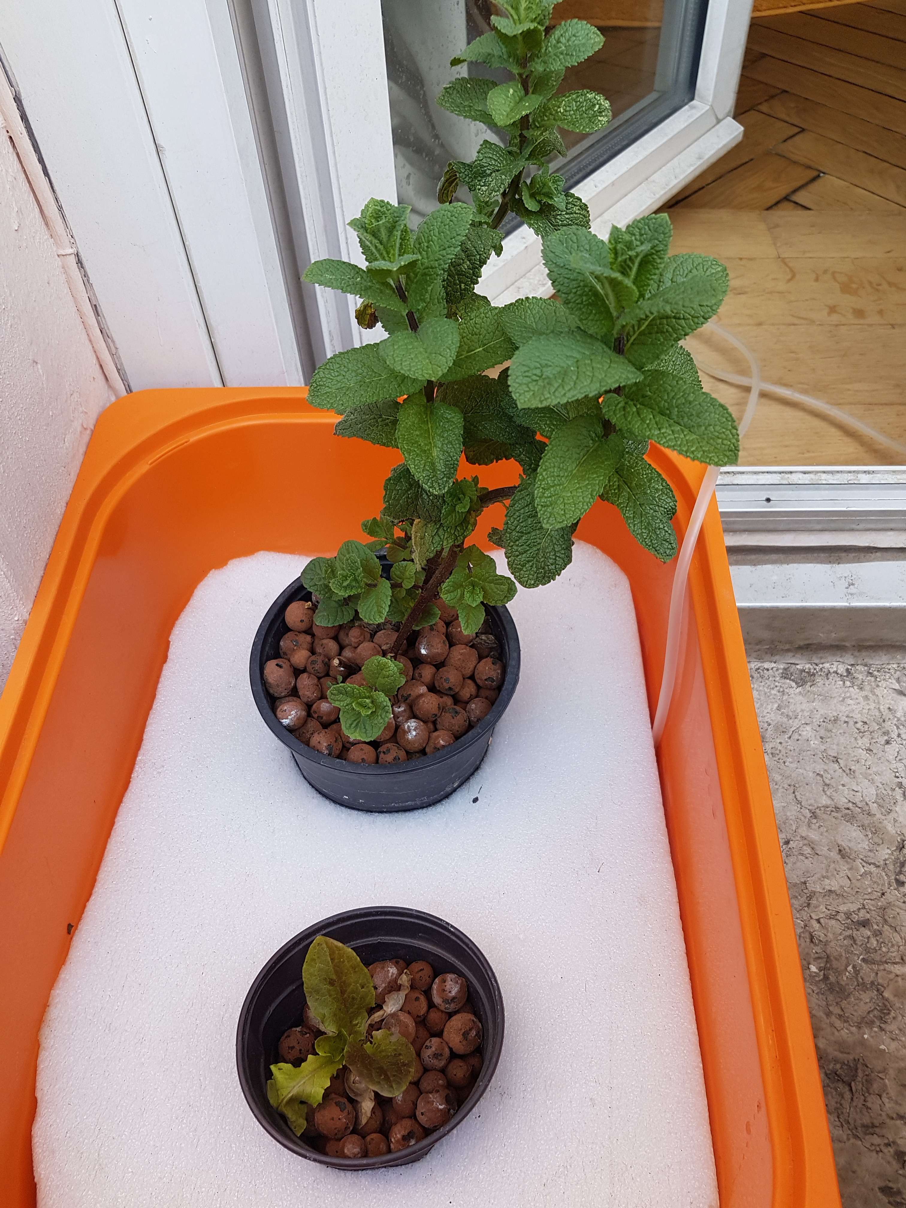 First Timer Hydroponics: the Raft System : 8 Steps (with Pictures ...