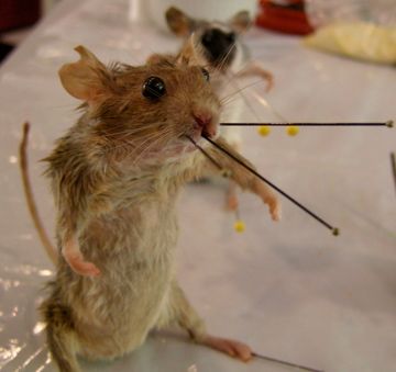Mouse Taxidermy : 27 Steps (with Pictures) - Instructables