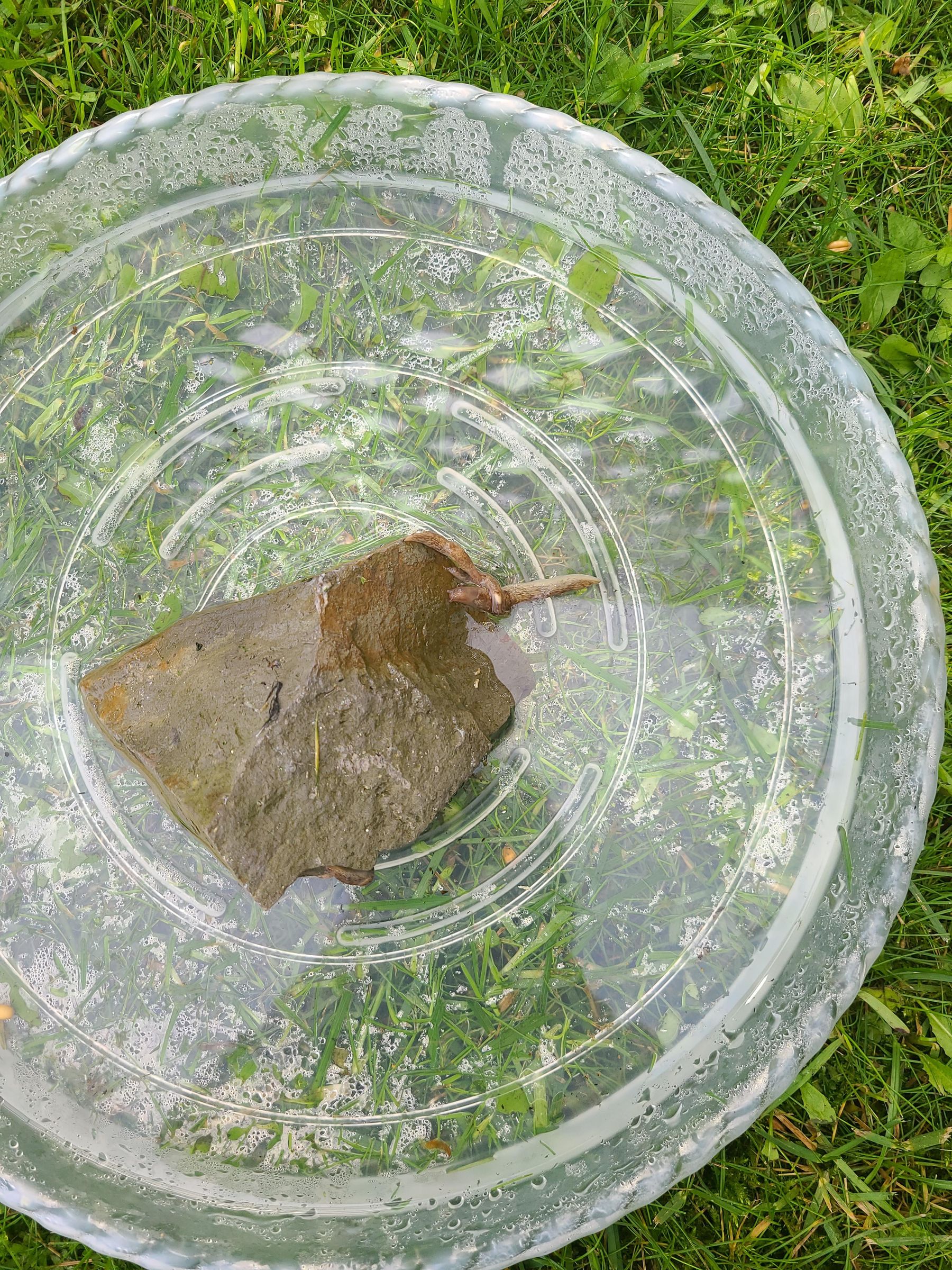 Teaching Birds to Eat Invasive Slugs/ a Poison Free Slug Killer : 6 ...